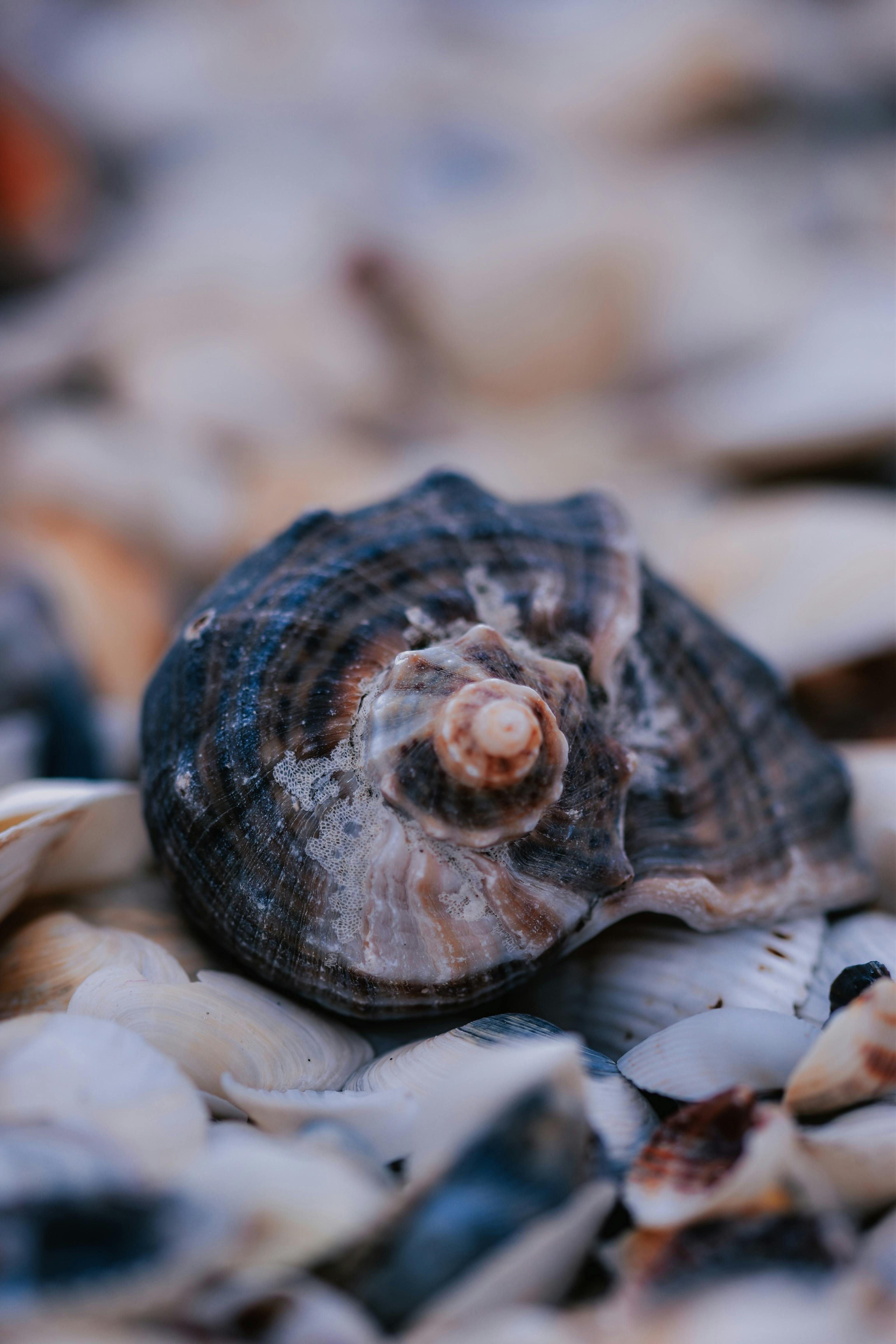 Wet veined rapa whelk shell on sandy seashore · Free Stock Photo