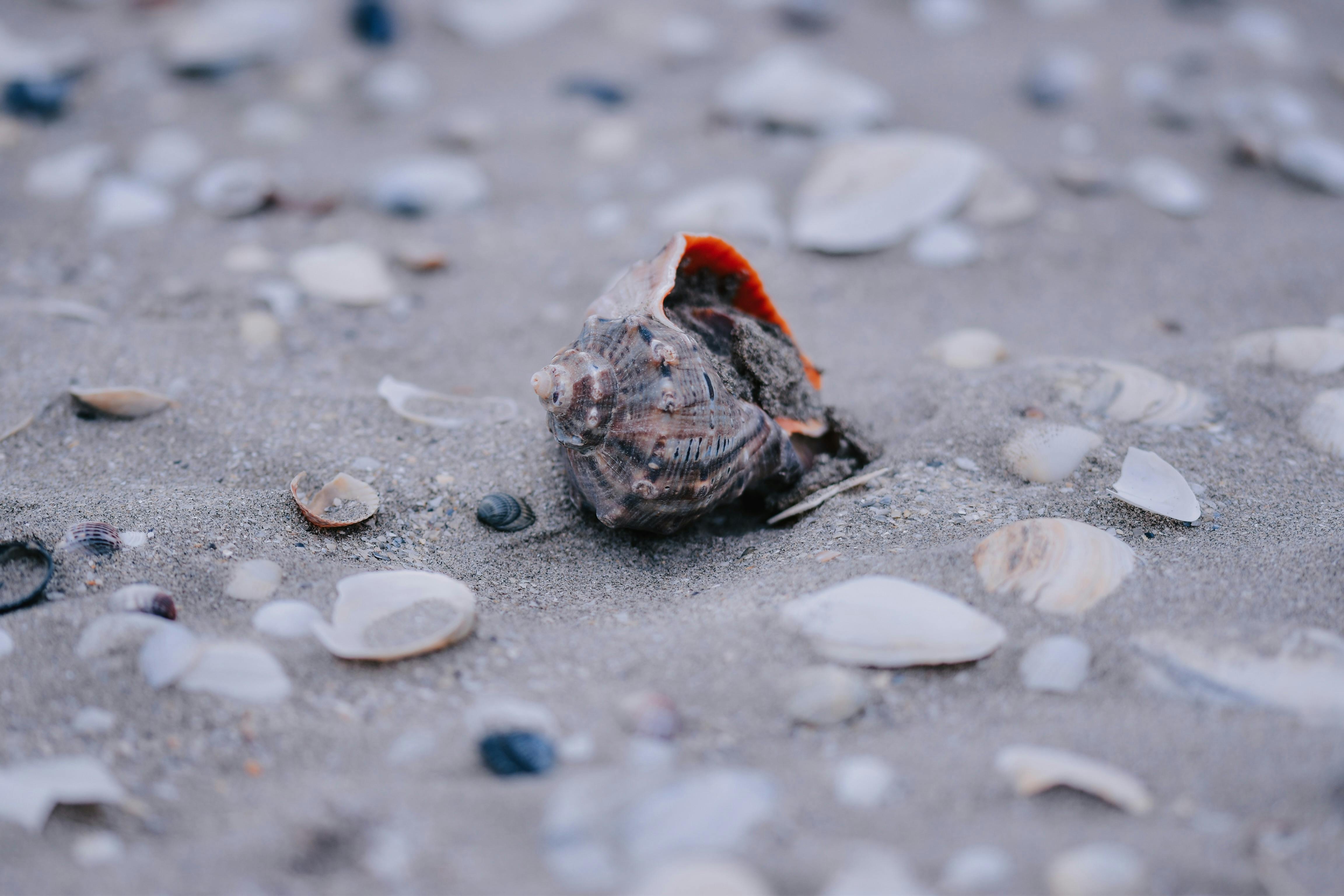 Wet veined rapa whelk shell on sandy seashore · Free Stock Photo