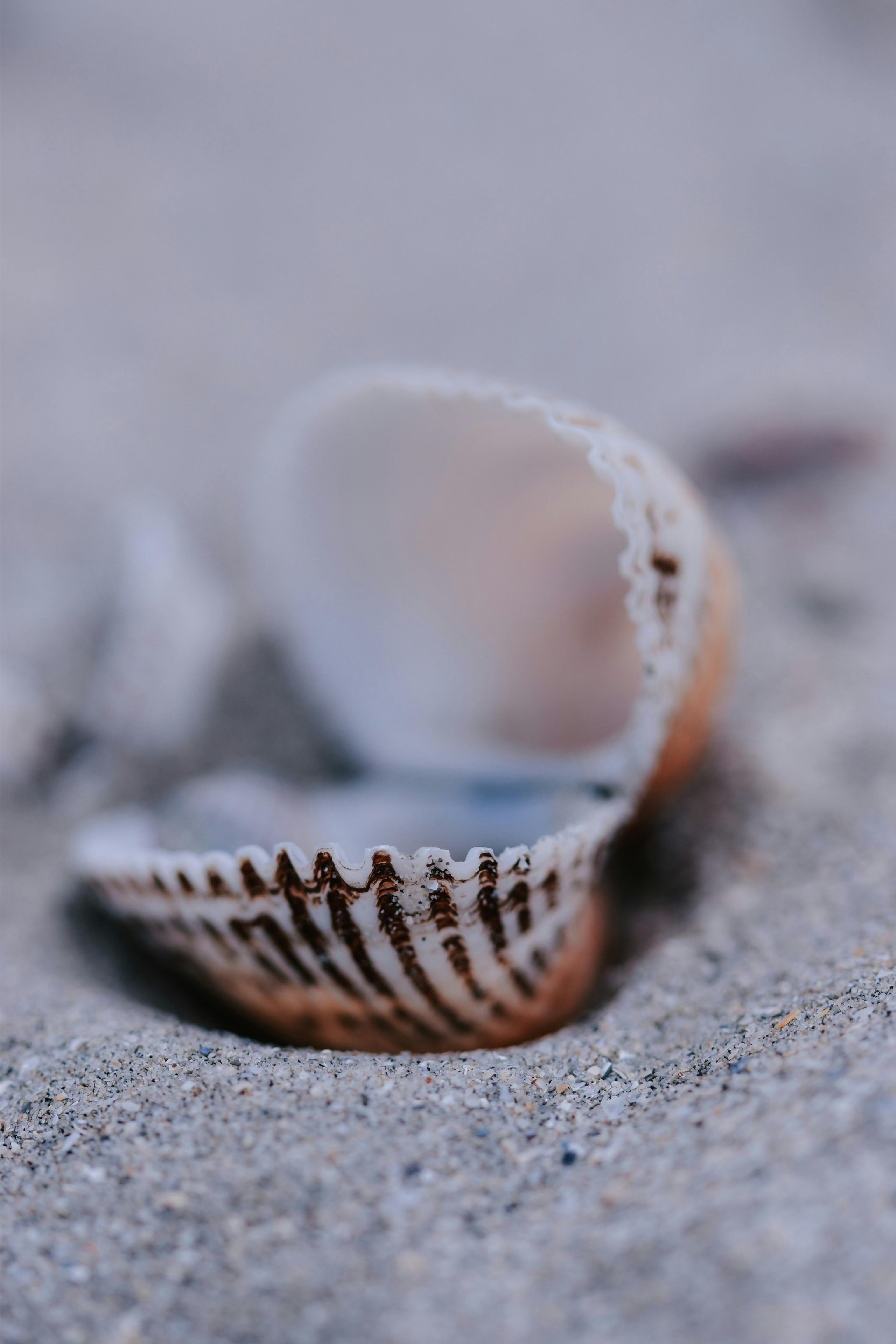 Common cockle seashell on sandy coast · Free Stock Photo