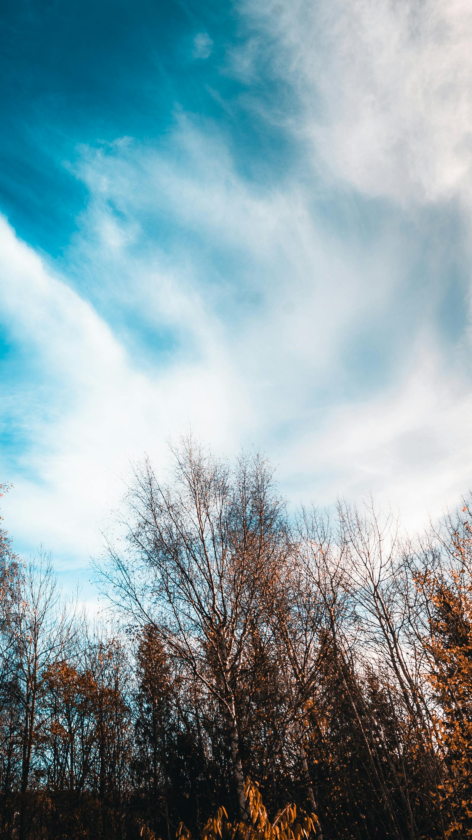 Free stock photo of cloudy sky, trees