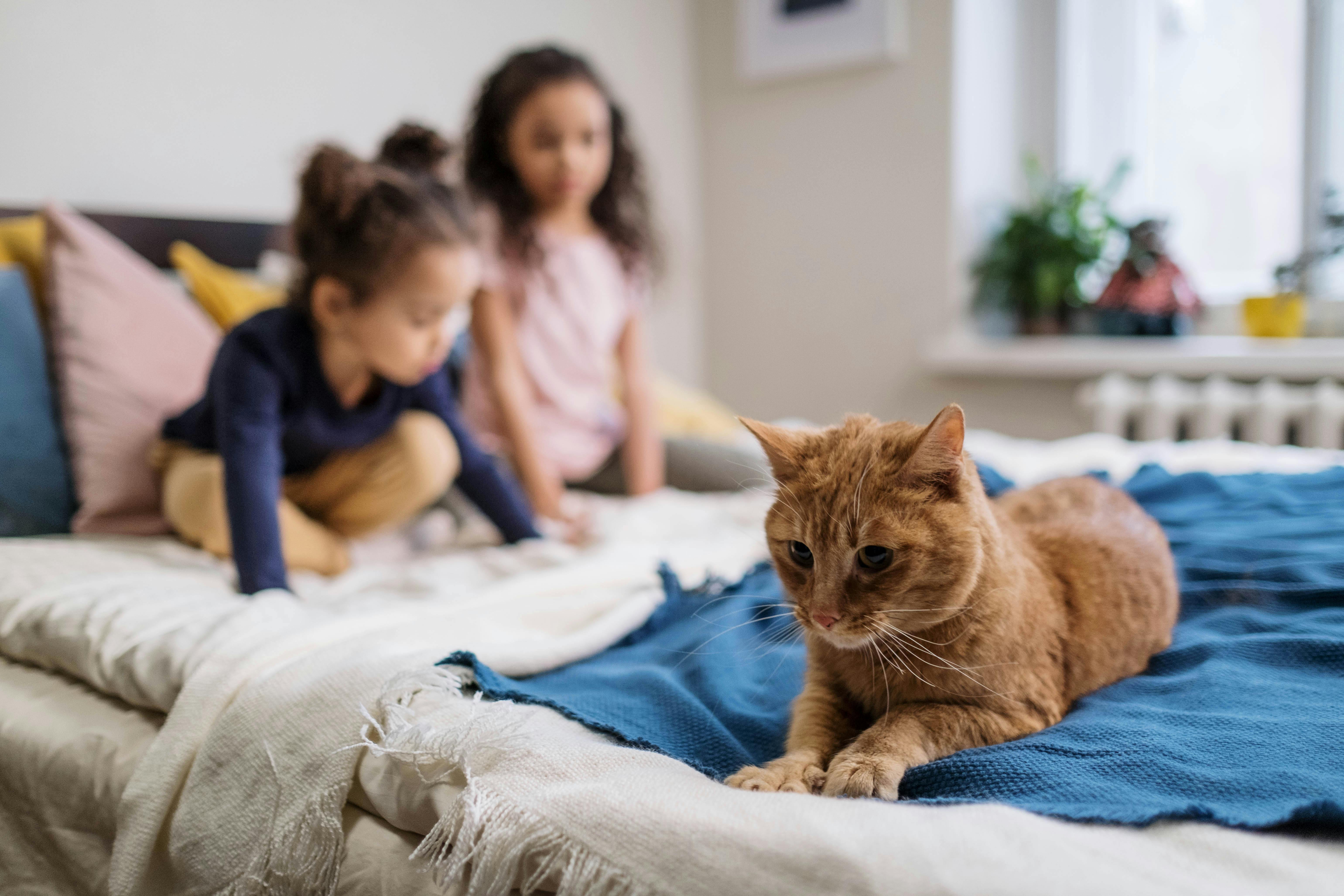 Kids Playing with Black Cat · Free Stock Photo