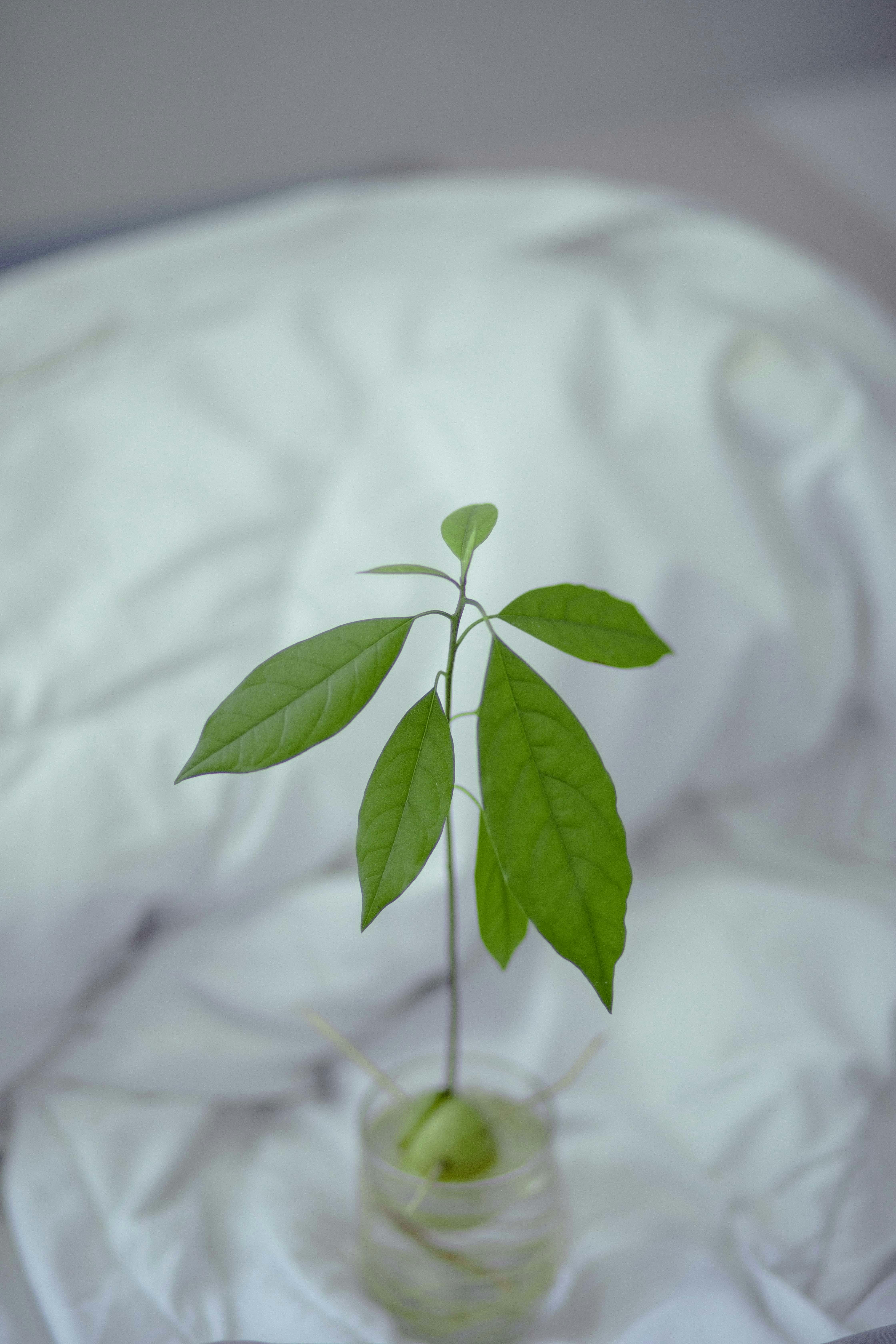 Avocado stem on white bed · Free Stock Photo