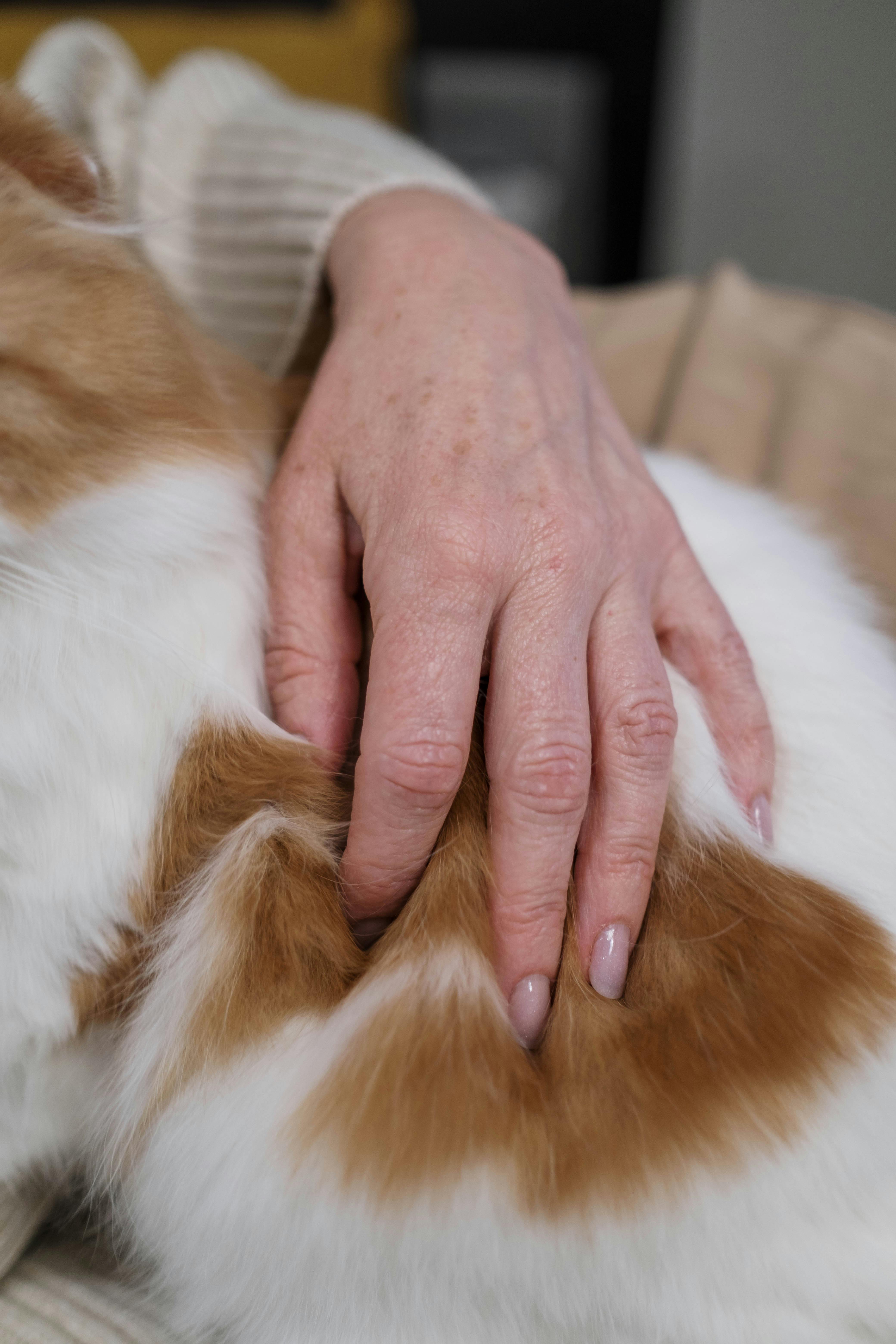 Person Holding Orange and White Cat · Free Stock Photo