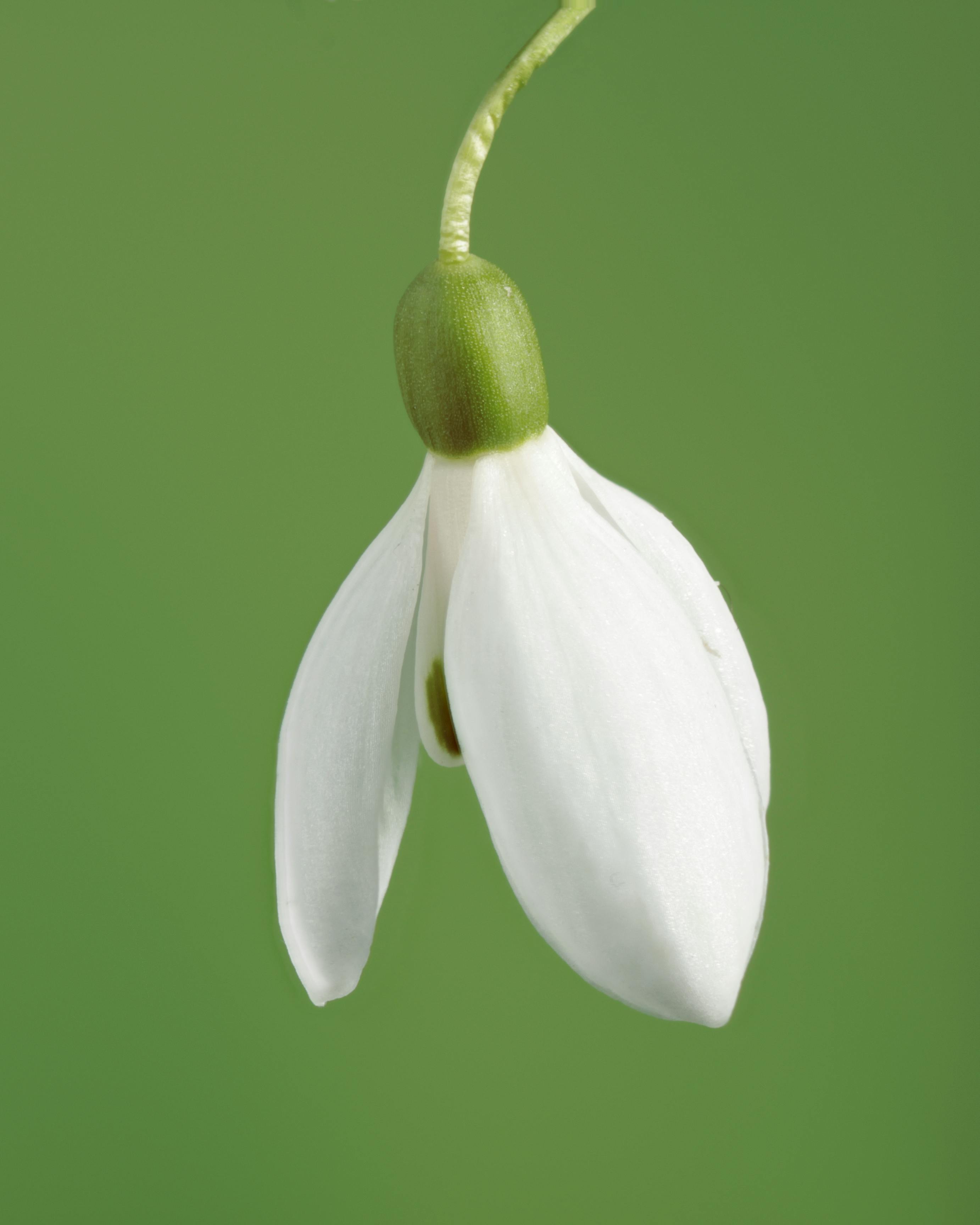 Snow Drop Photos, Download The BEST Free Snow Drop Stock Photos & HD Images