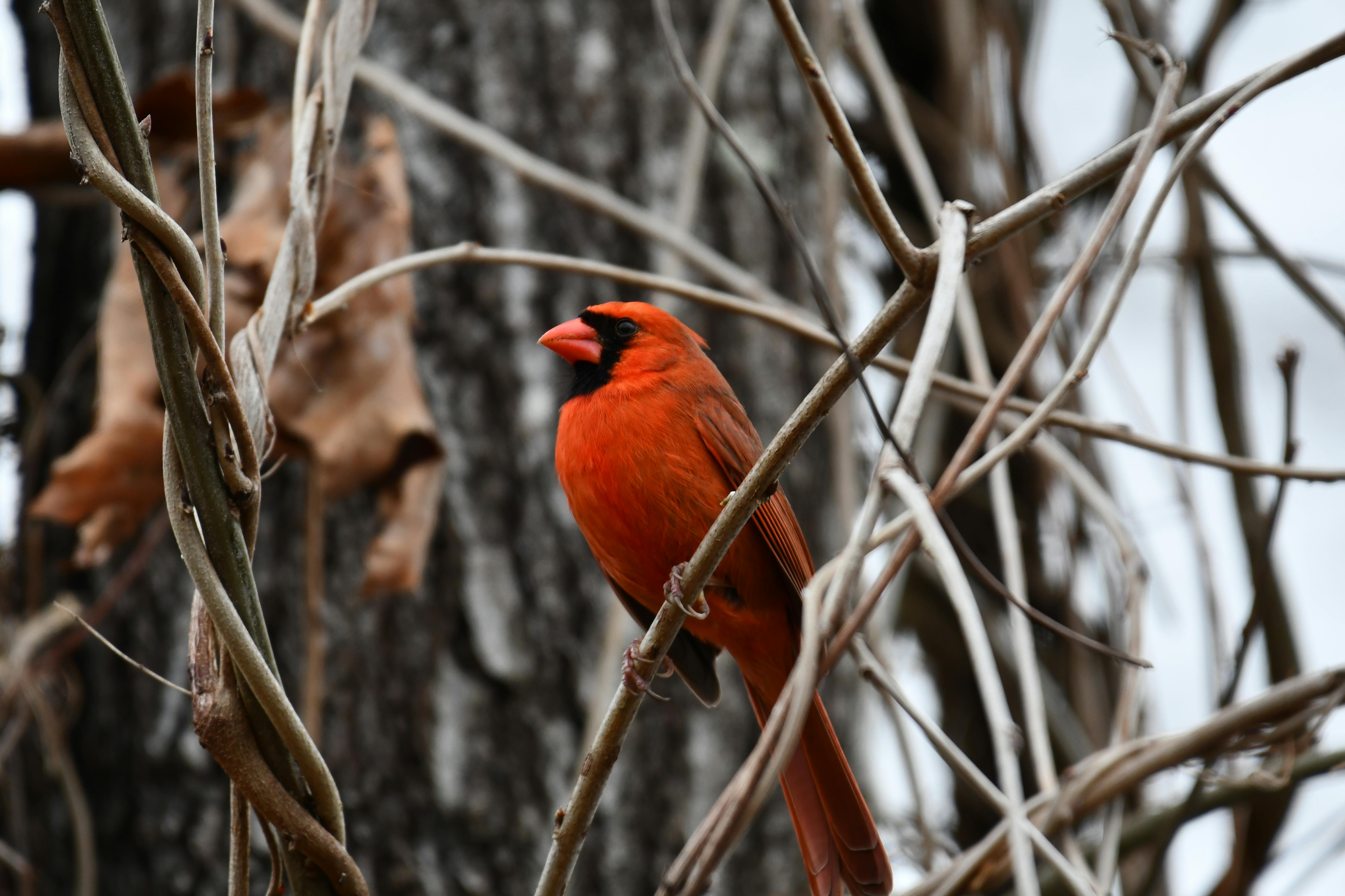 Red Cardinal Bird on Tree Branch · Free Stock Photo