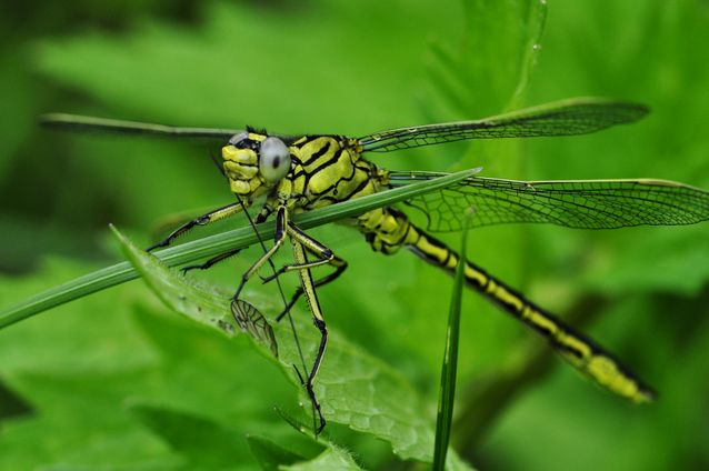 Dragonfly (search engine) censorship sparks global debate