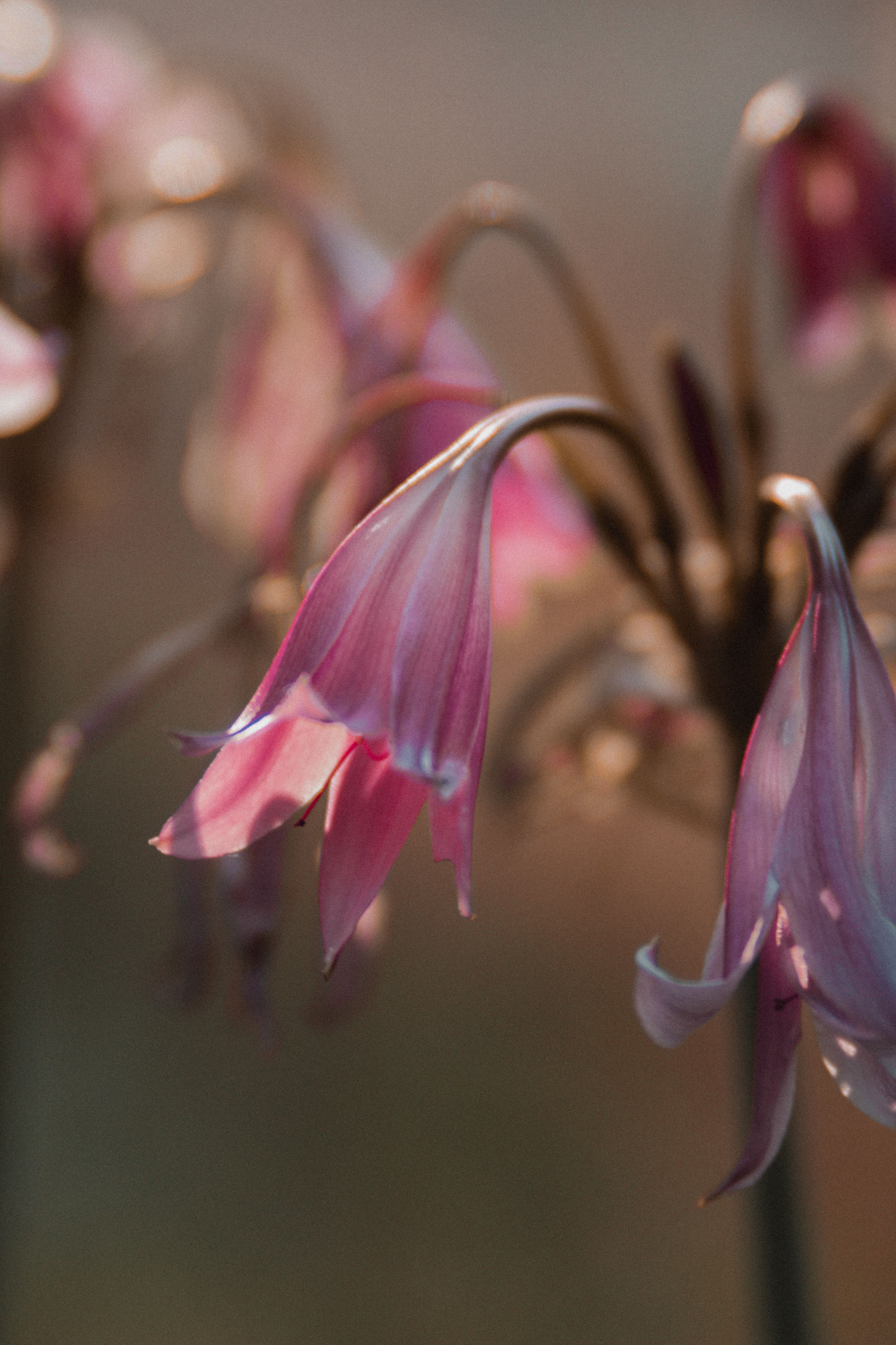 Tender pink bell flowers growing in field · Free Stock Photo