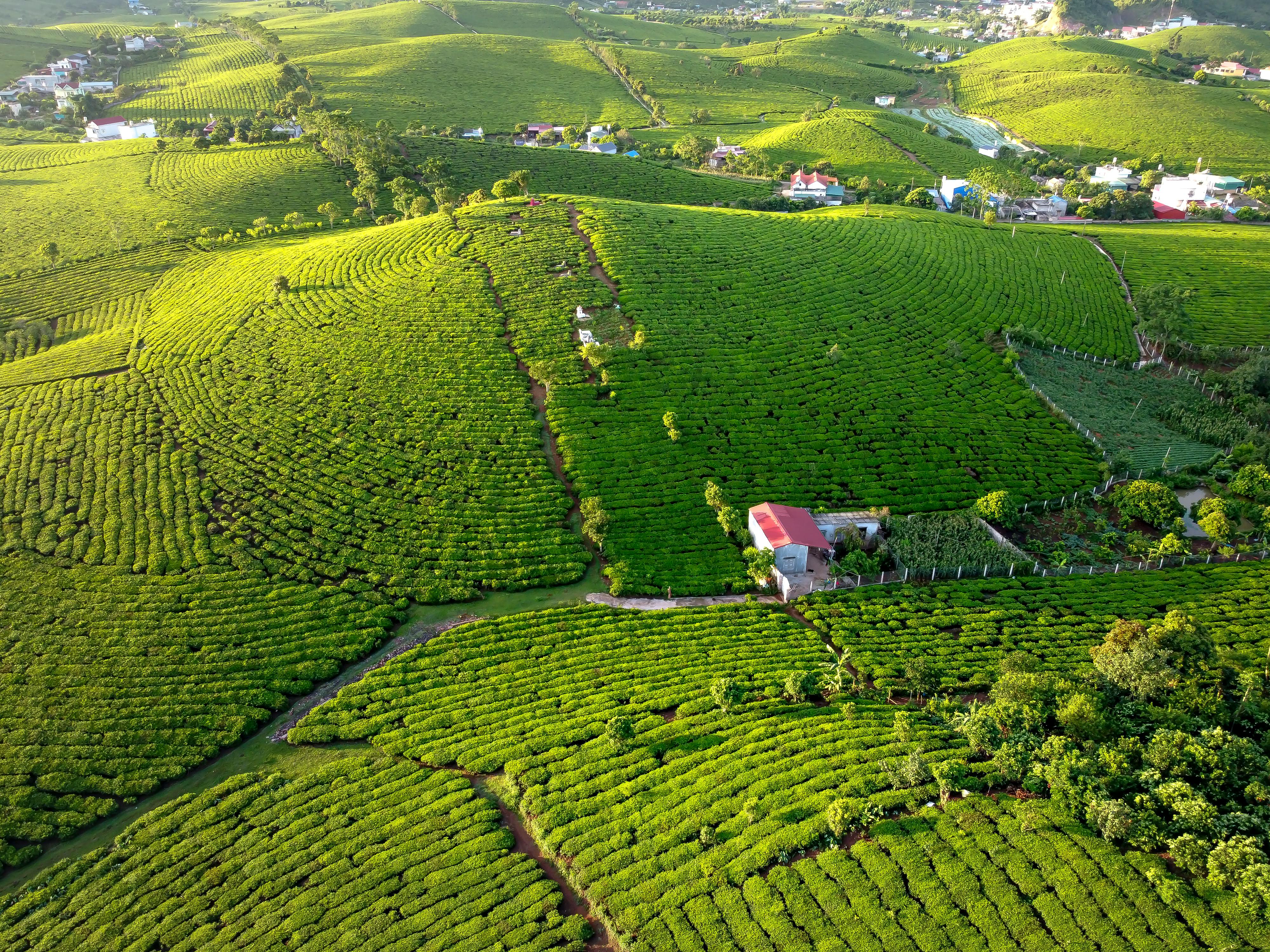 Aerial Photography of Agricultural Lands · Free Stock Photo