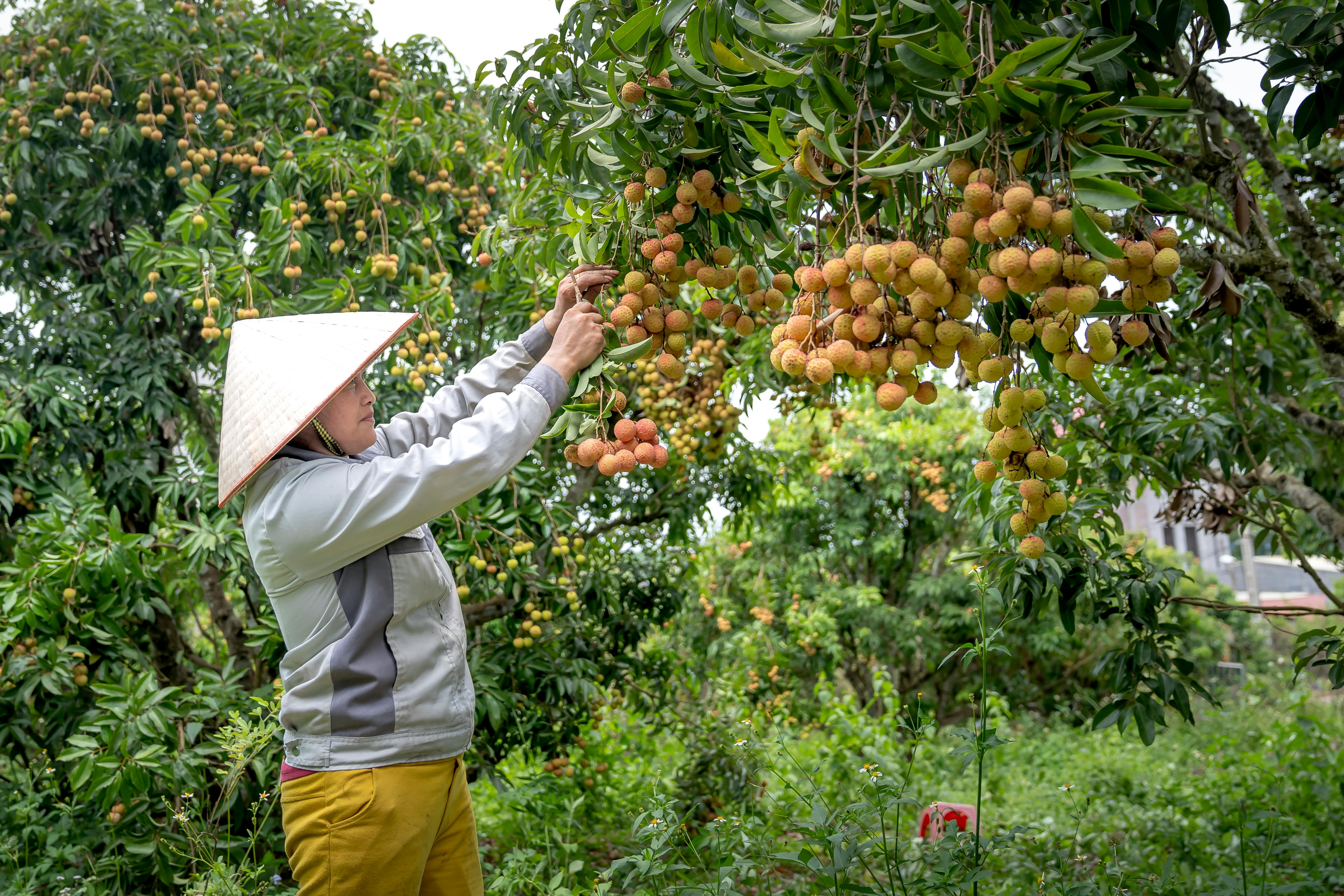 Man Picking Dates from a Date Palm · Free Stock Photo