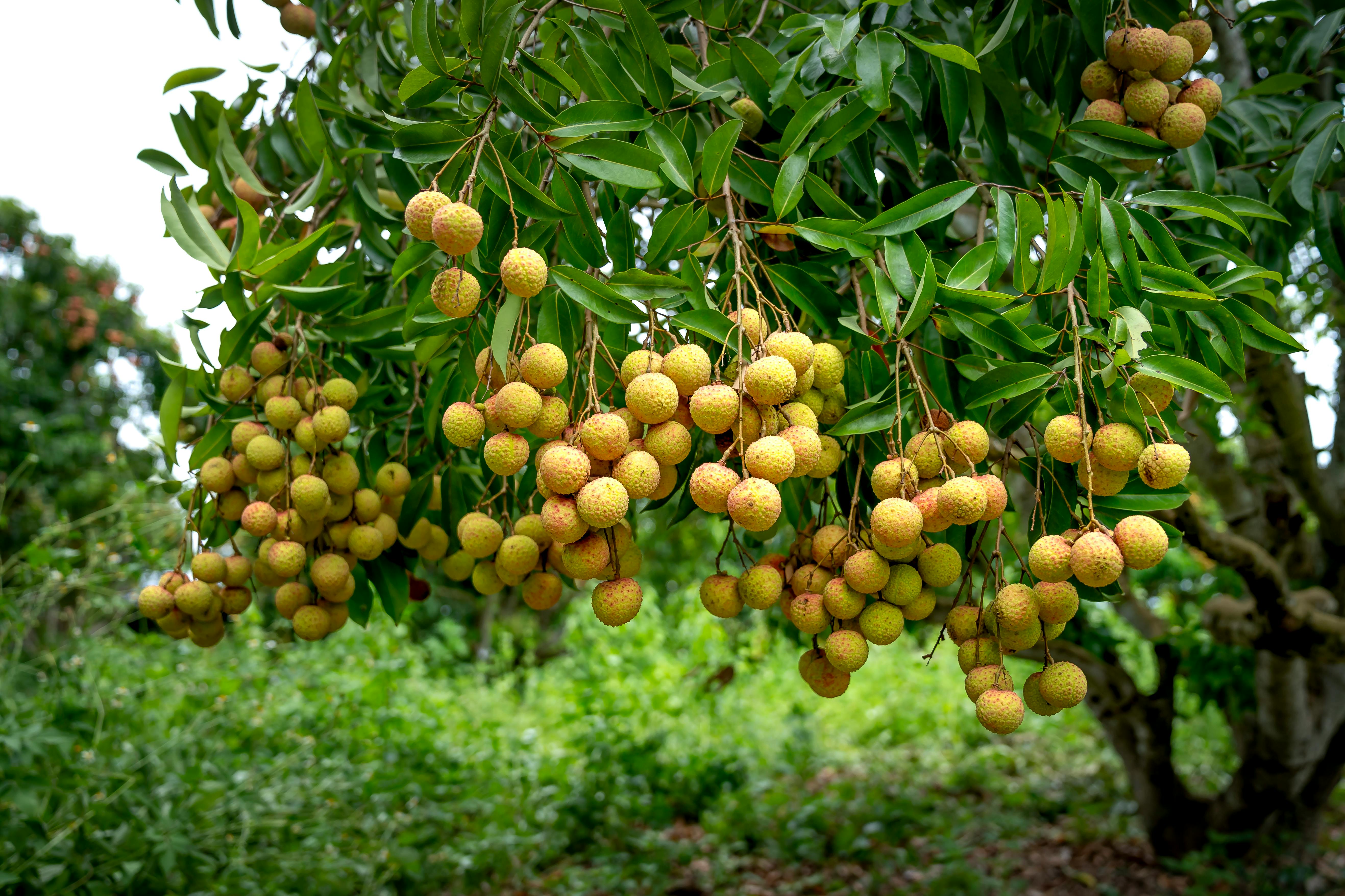 Fruit Tree · Free Stock Photo