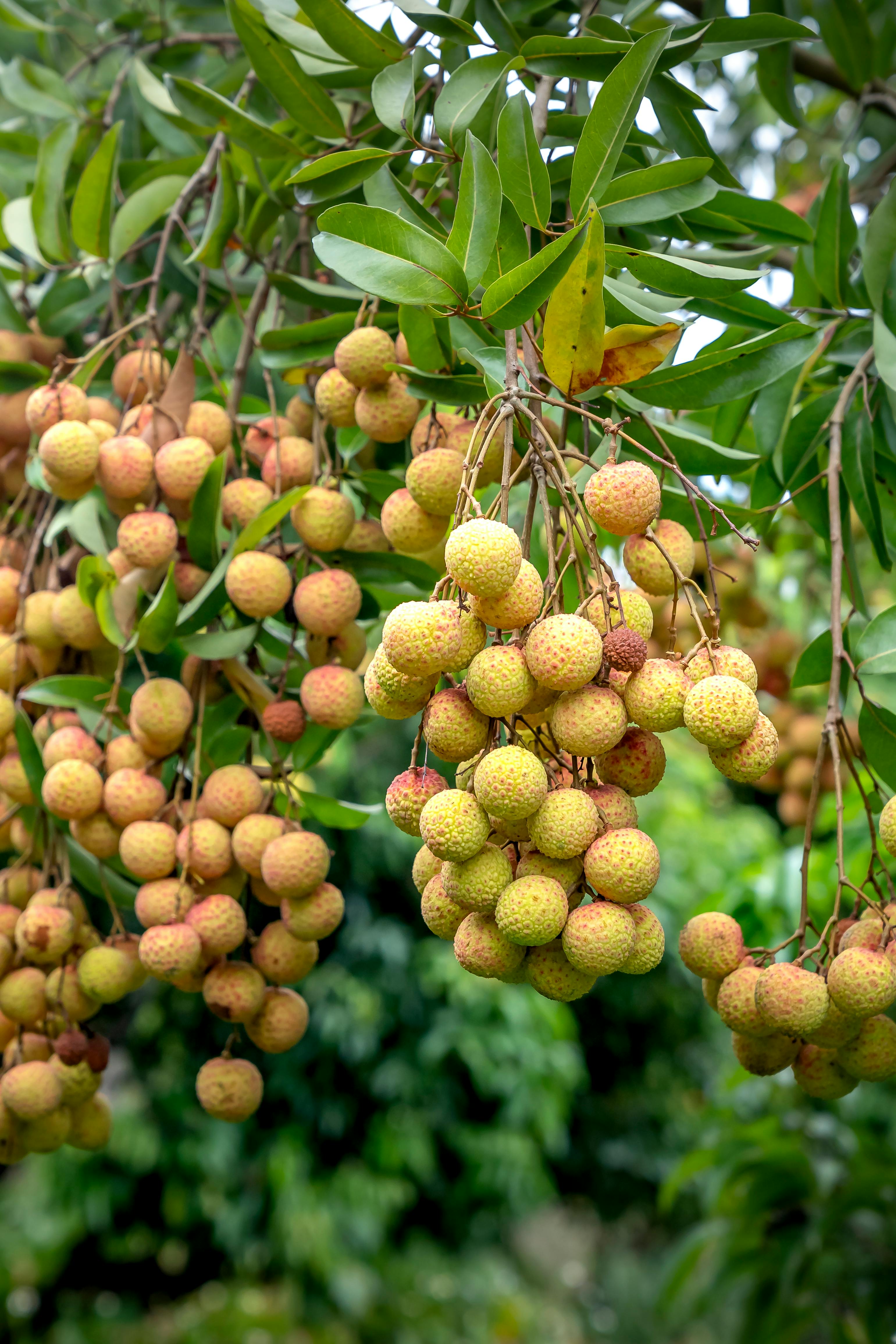 Red Round Fruit · Free Stock Photo