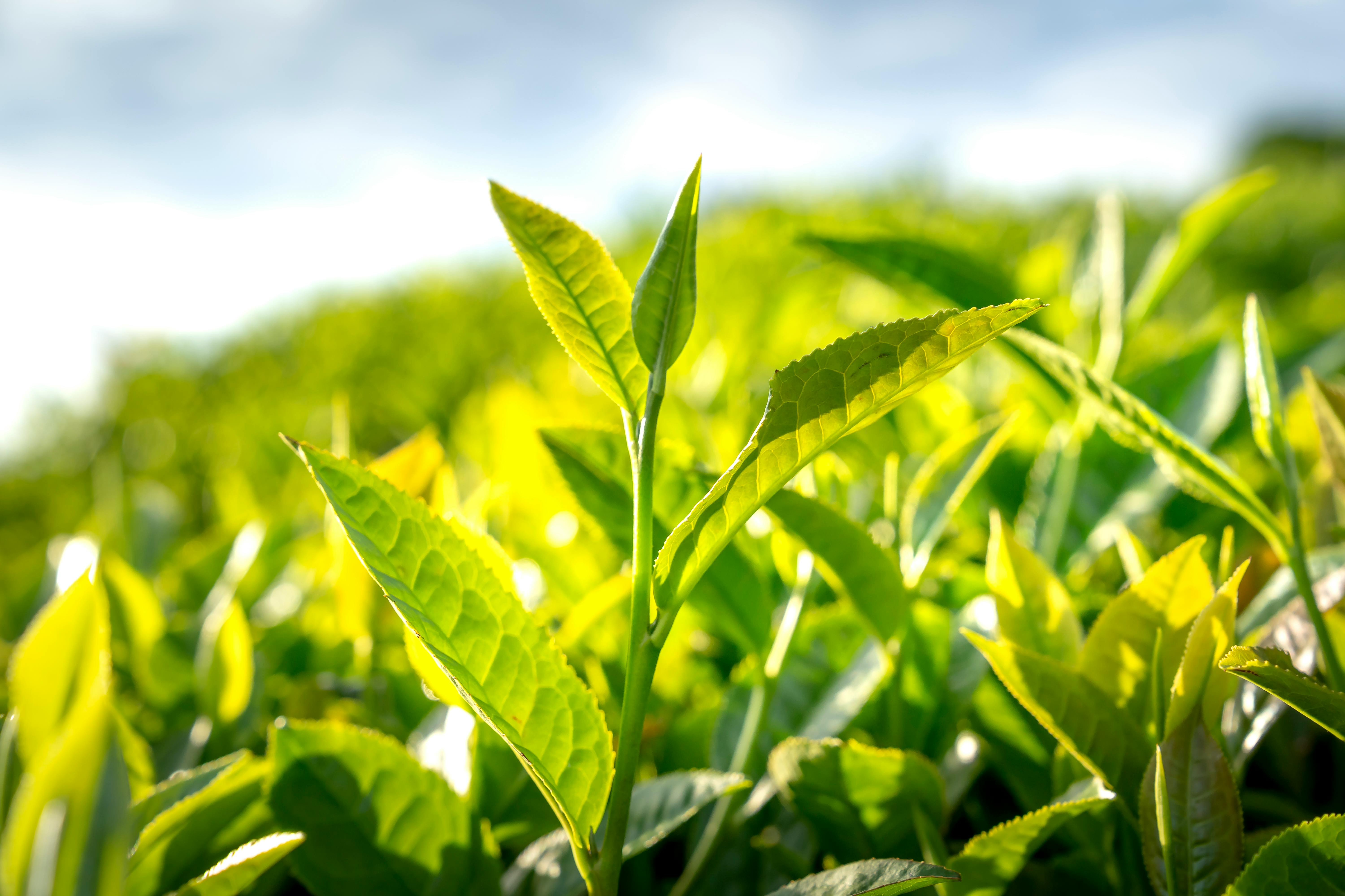 Close-up of a Chinese Tea Plantation · Free Stock Photo