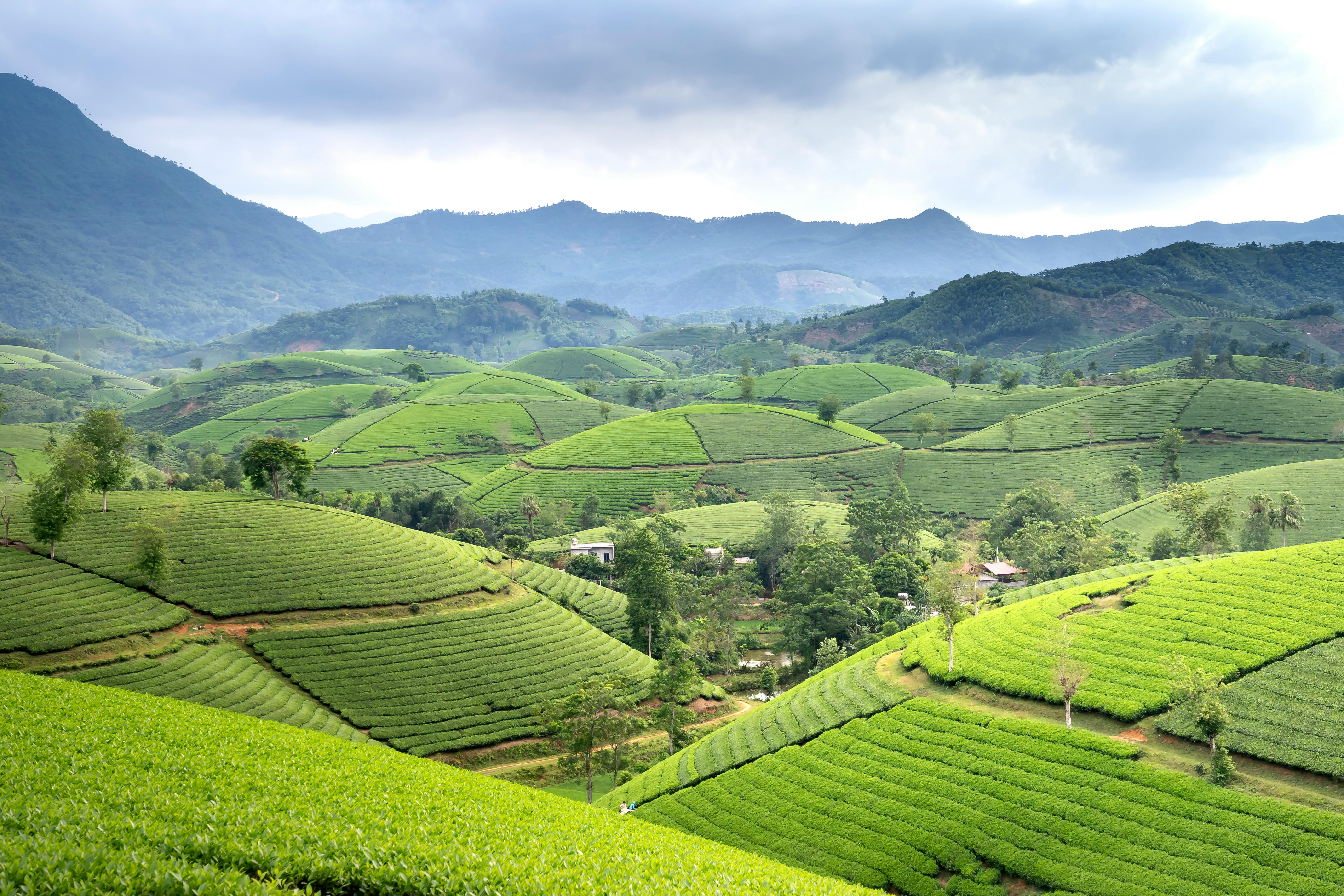 High Angle View of Tea Fields in Vietnam · Free Stock Photo