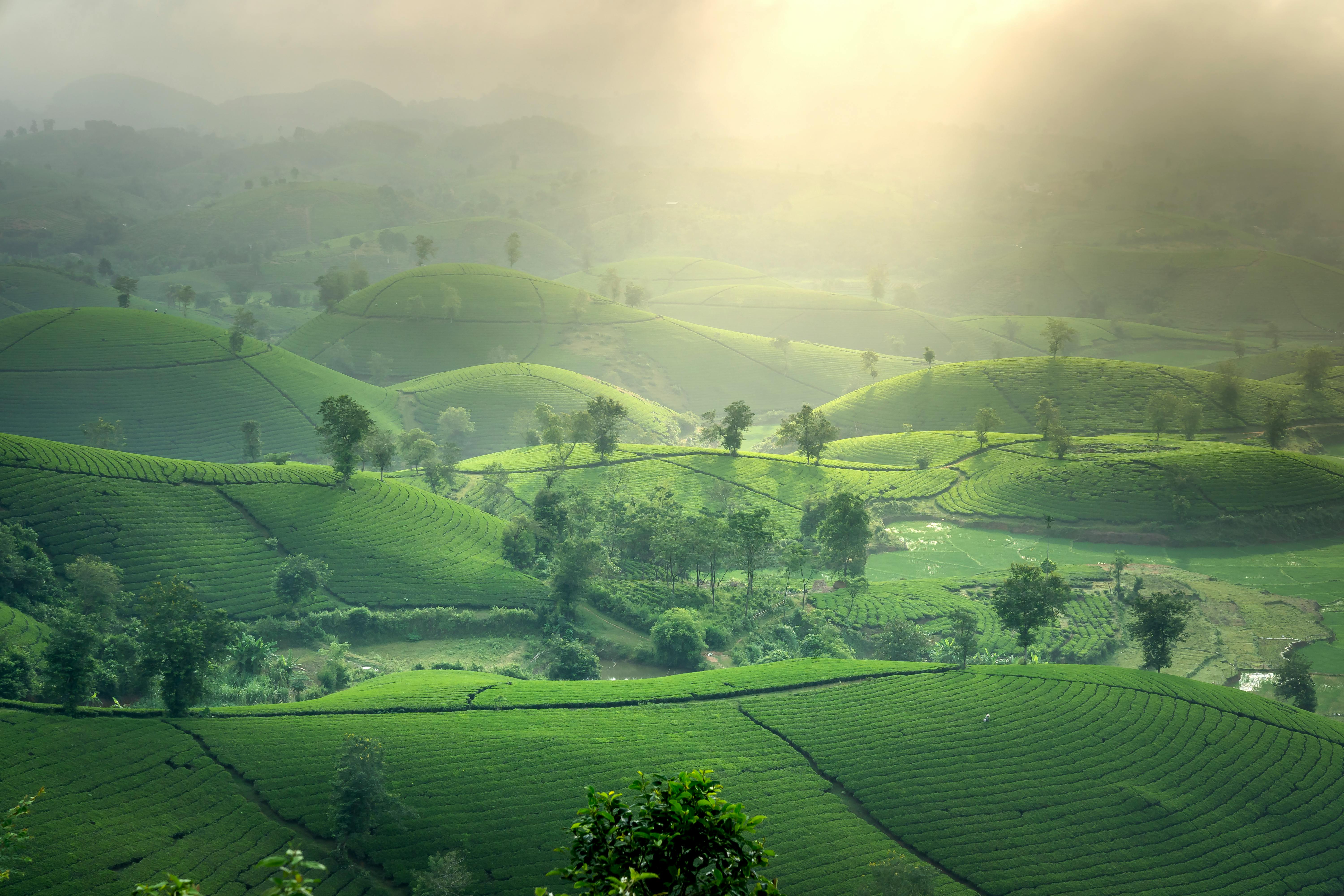 Green Rolling Landscape in Summer · Free Stock Photo