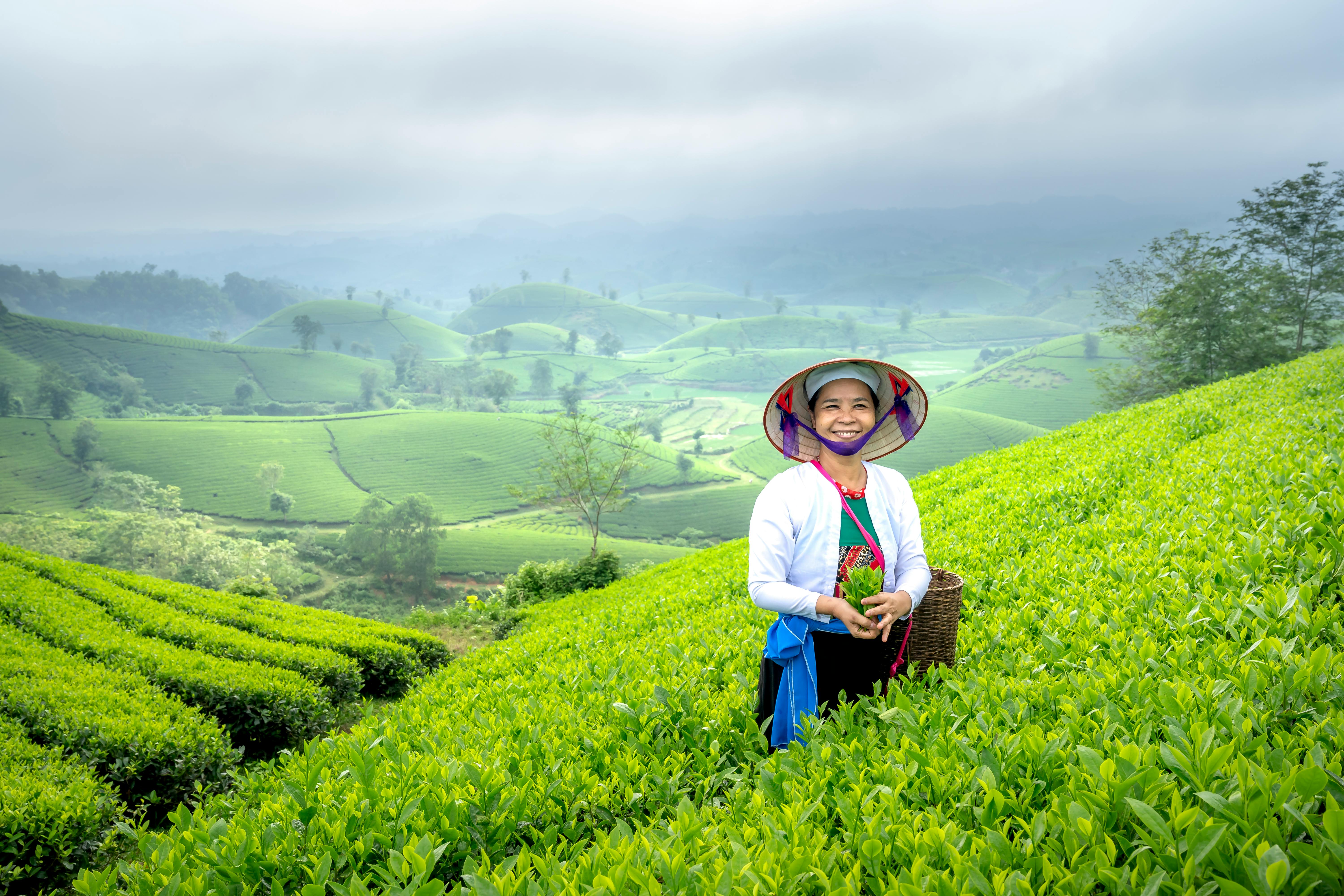 Smiling Woman Picking Tea Leaves on a Tea Plantation · Free Stock Photo