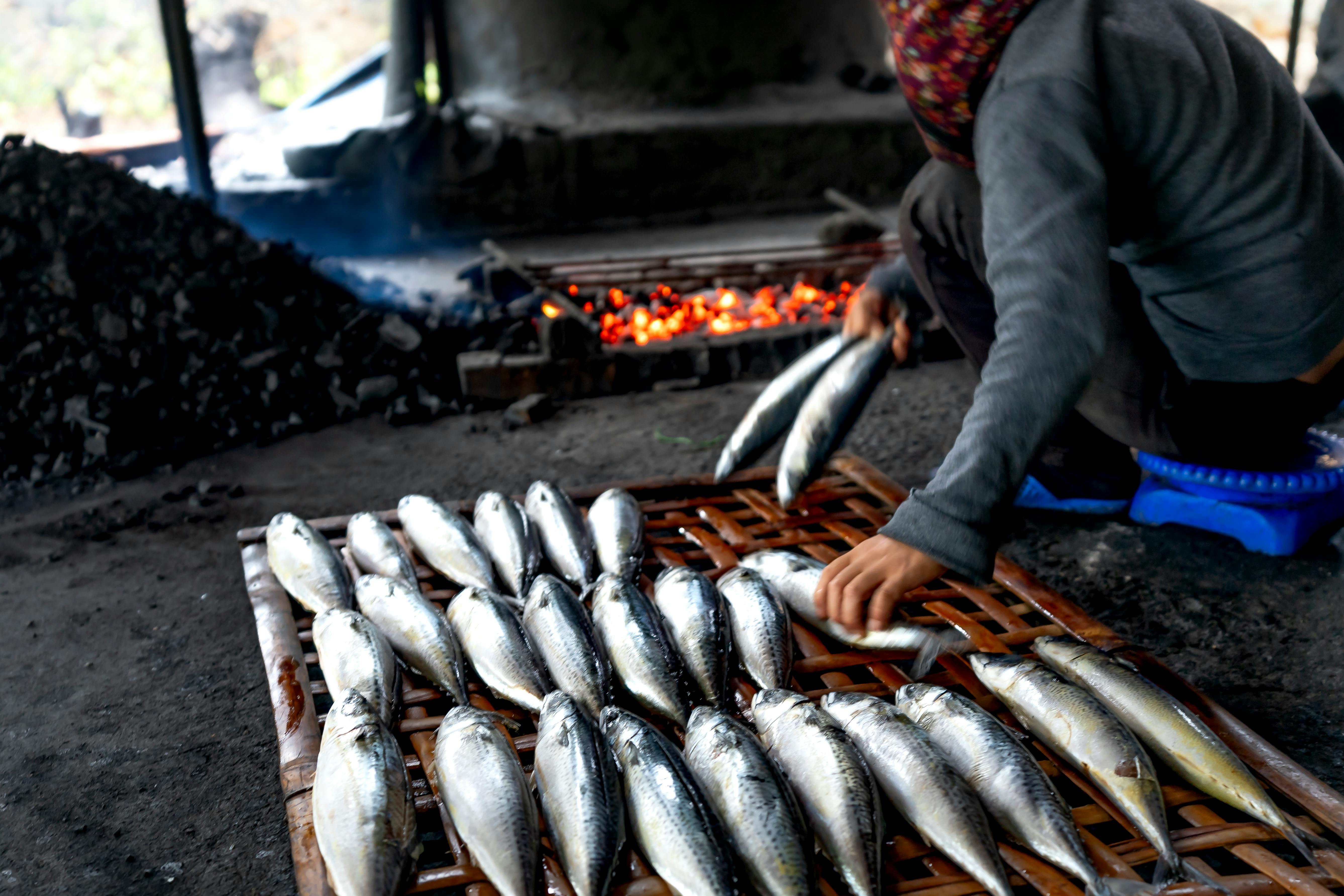 Female Mackerel Photos, Download The BEST Free Female Mackerel Stock ...