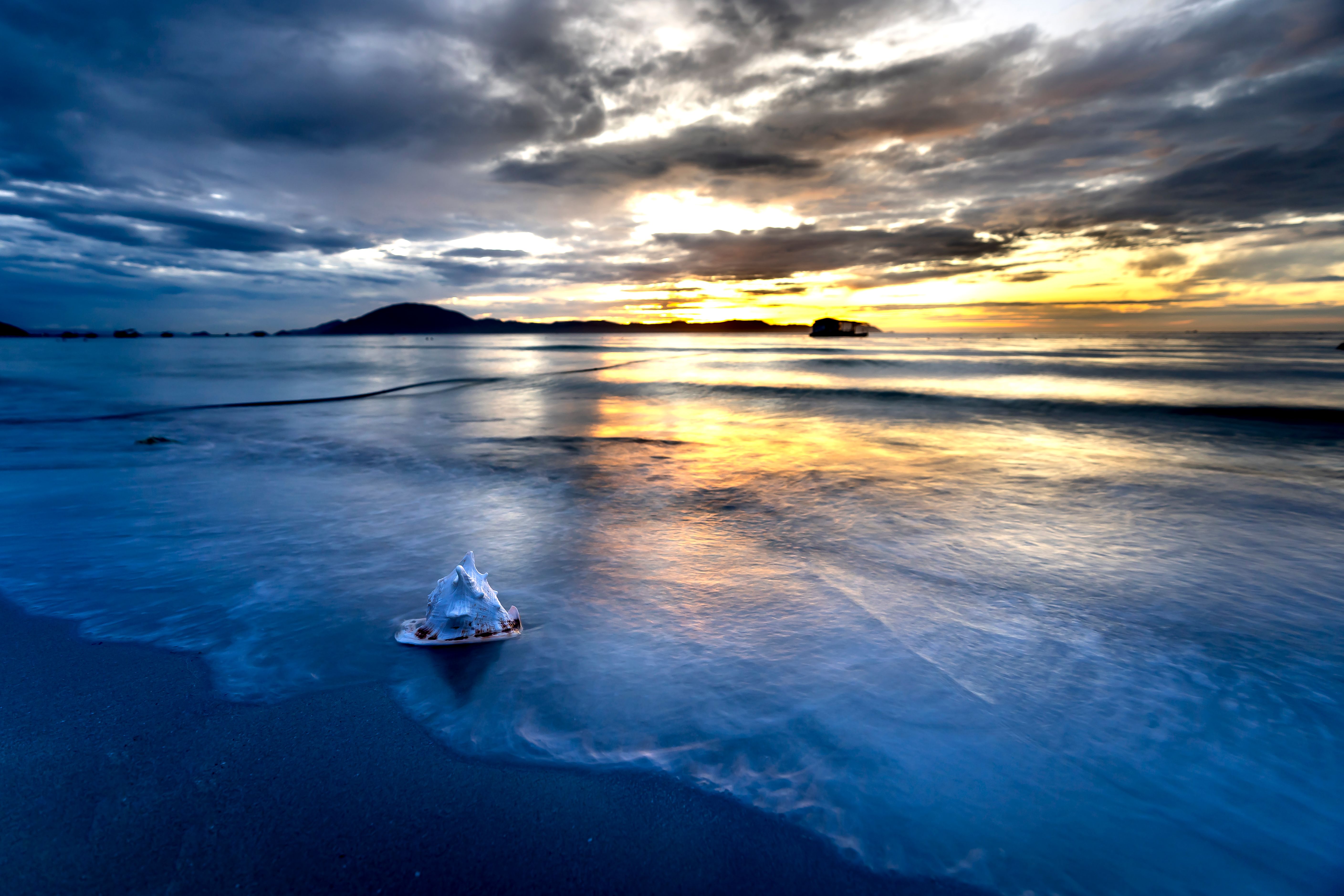 724+ Best Free Seashell Stock Photos & Images · 100% Royalty-Free HD ...