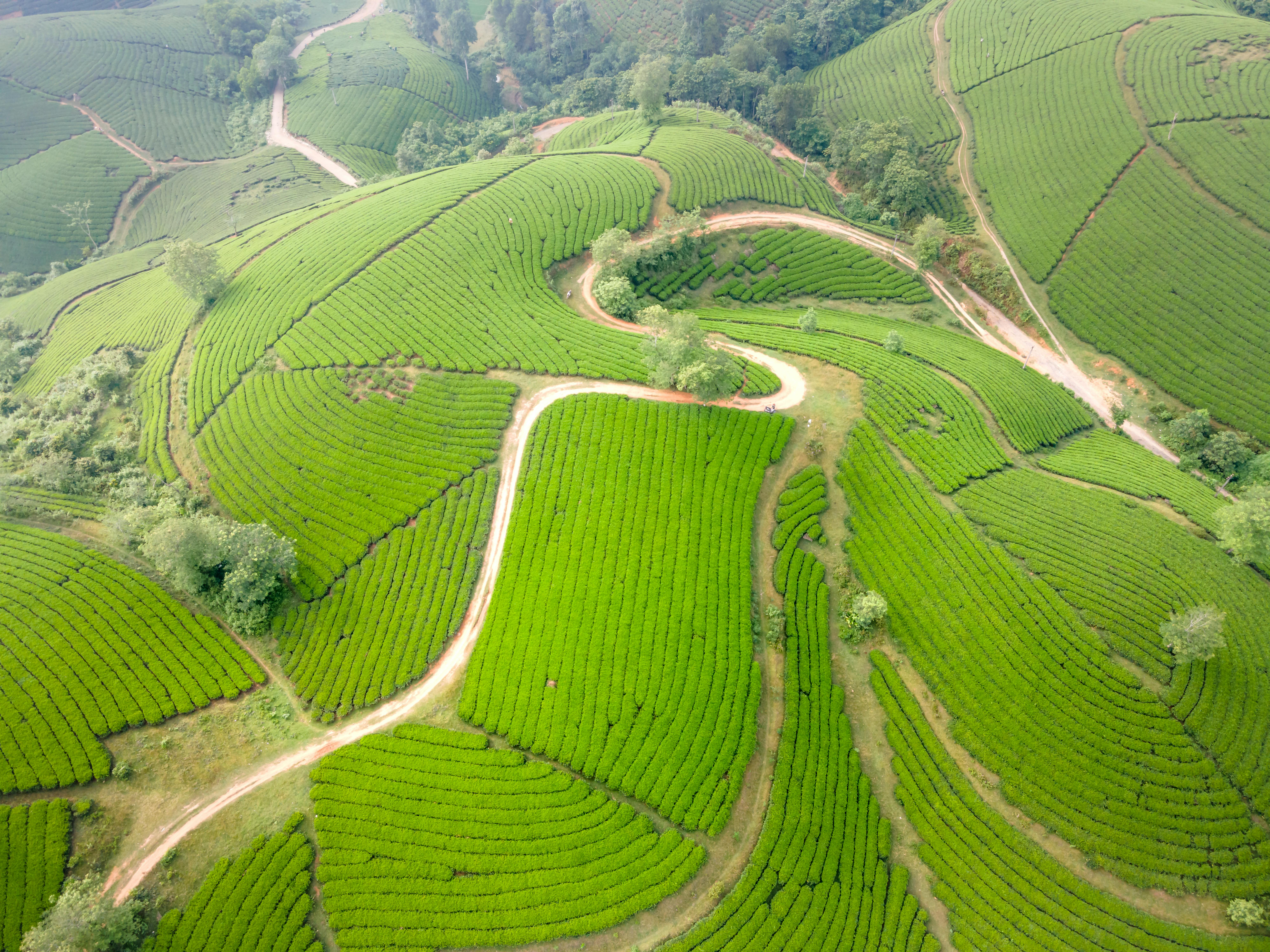Aerial Photography of Tea Fields in Vietnam · Free Stock Photo