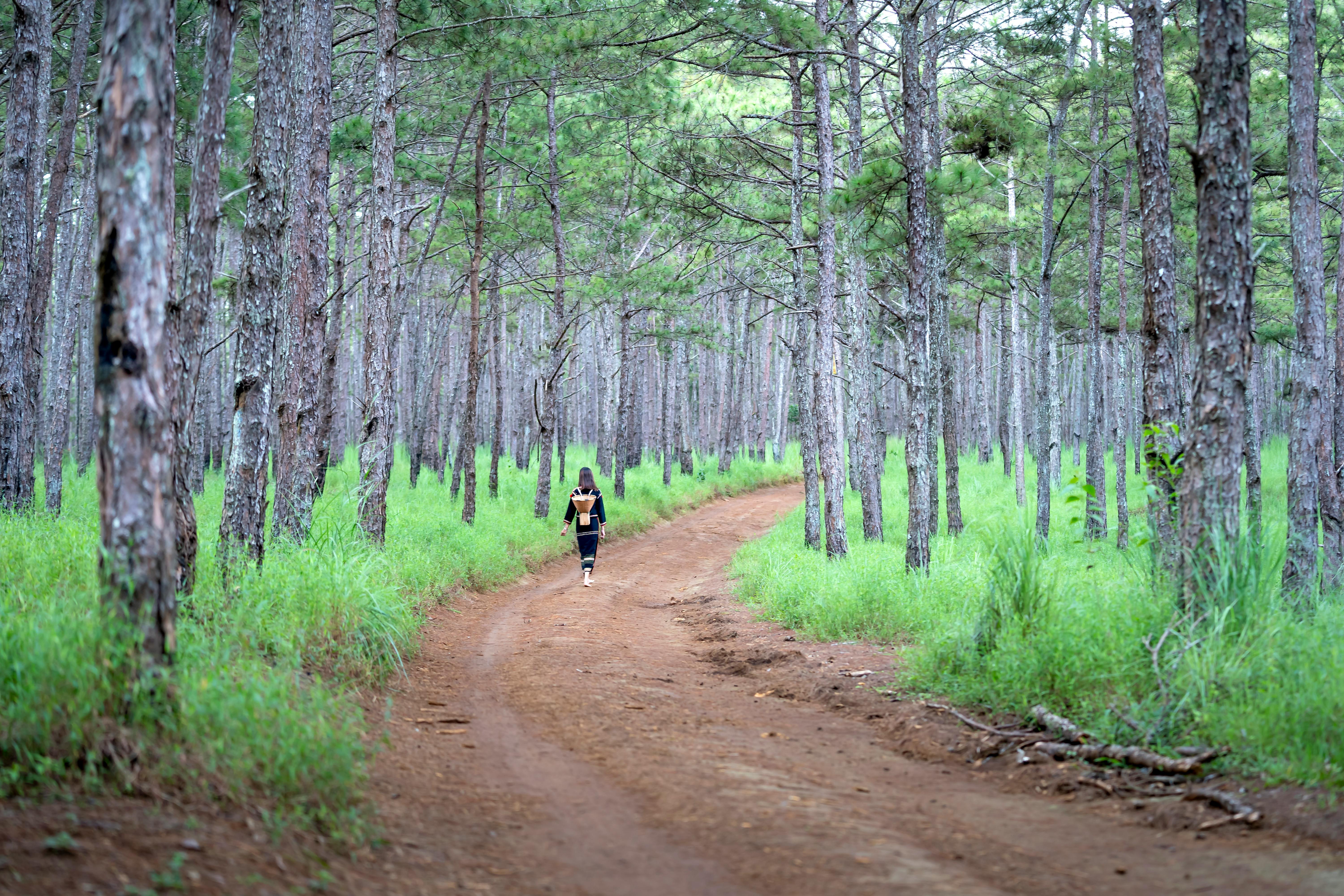 Trail Hiking Pine Trees Photos, Download The BEST Free Trail Hiking ...