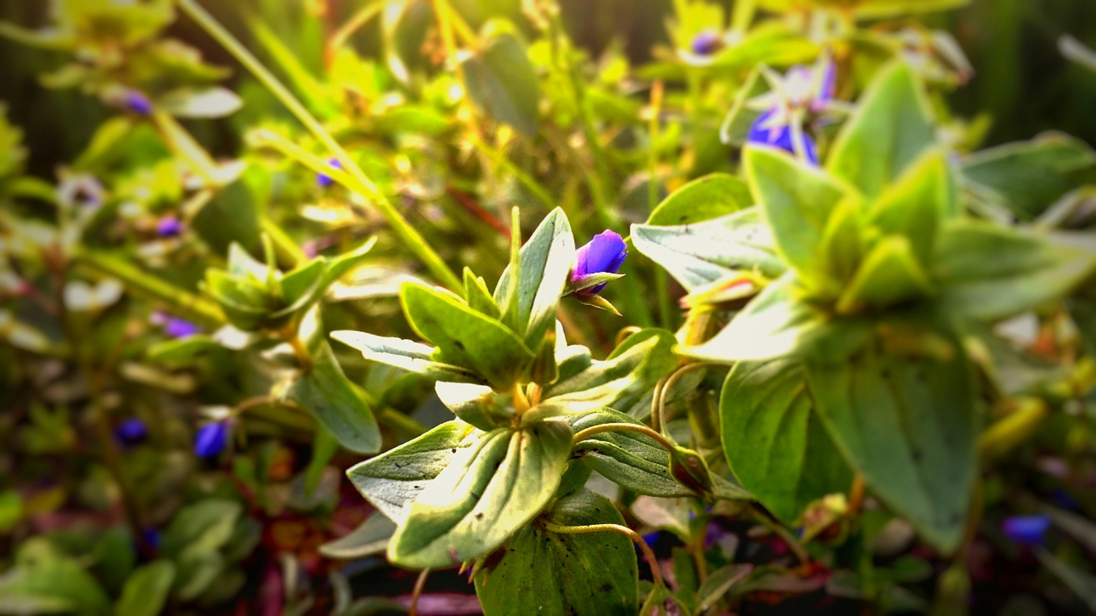 Anant Tyagi - 摄影