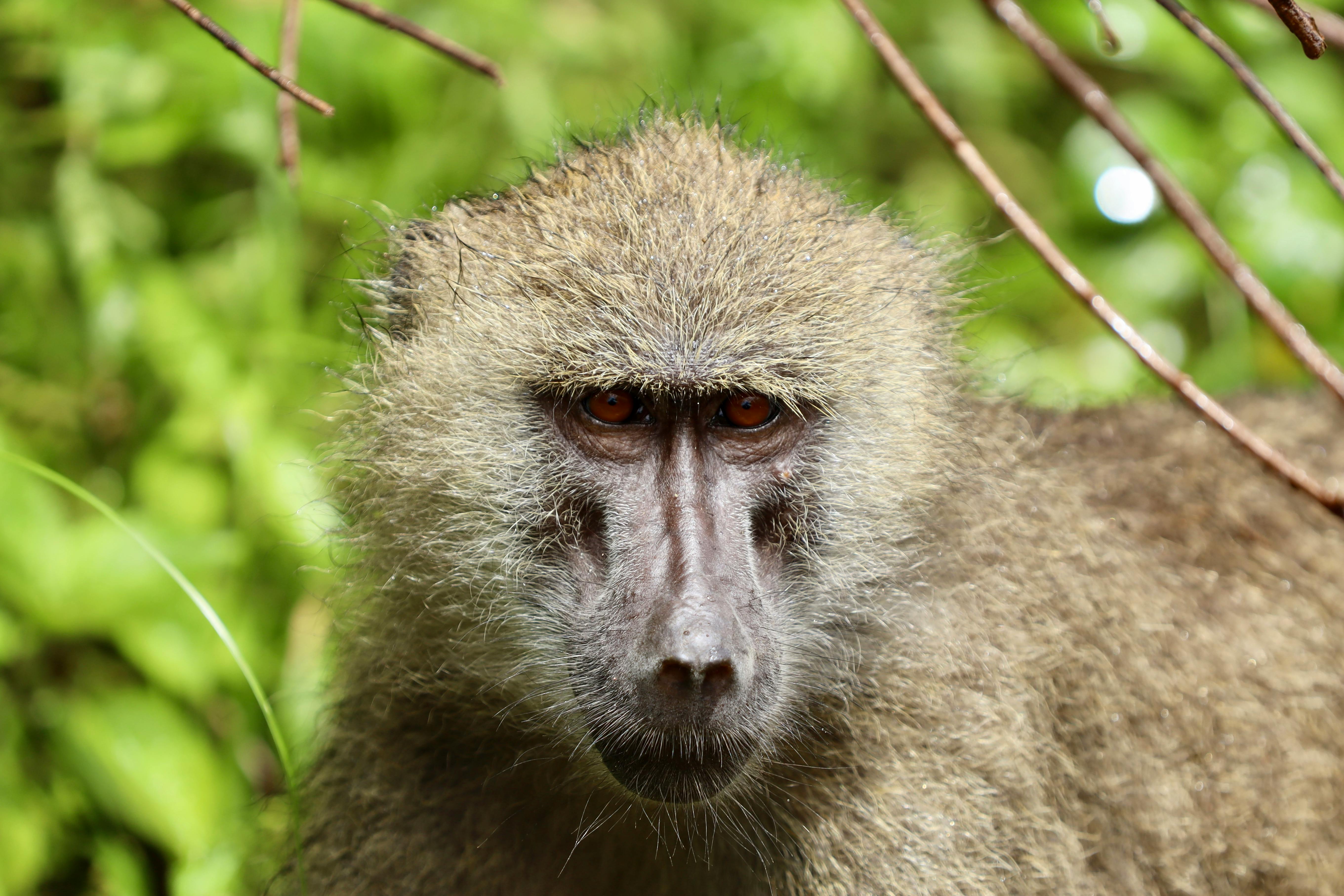 White Coated Baboon · Free Stock Photo