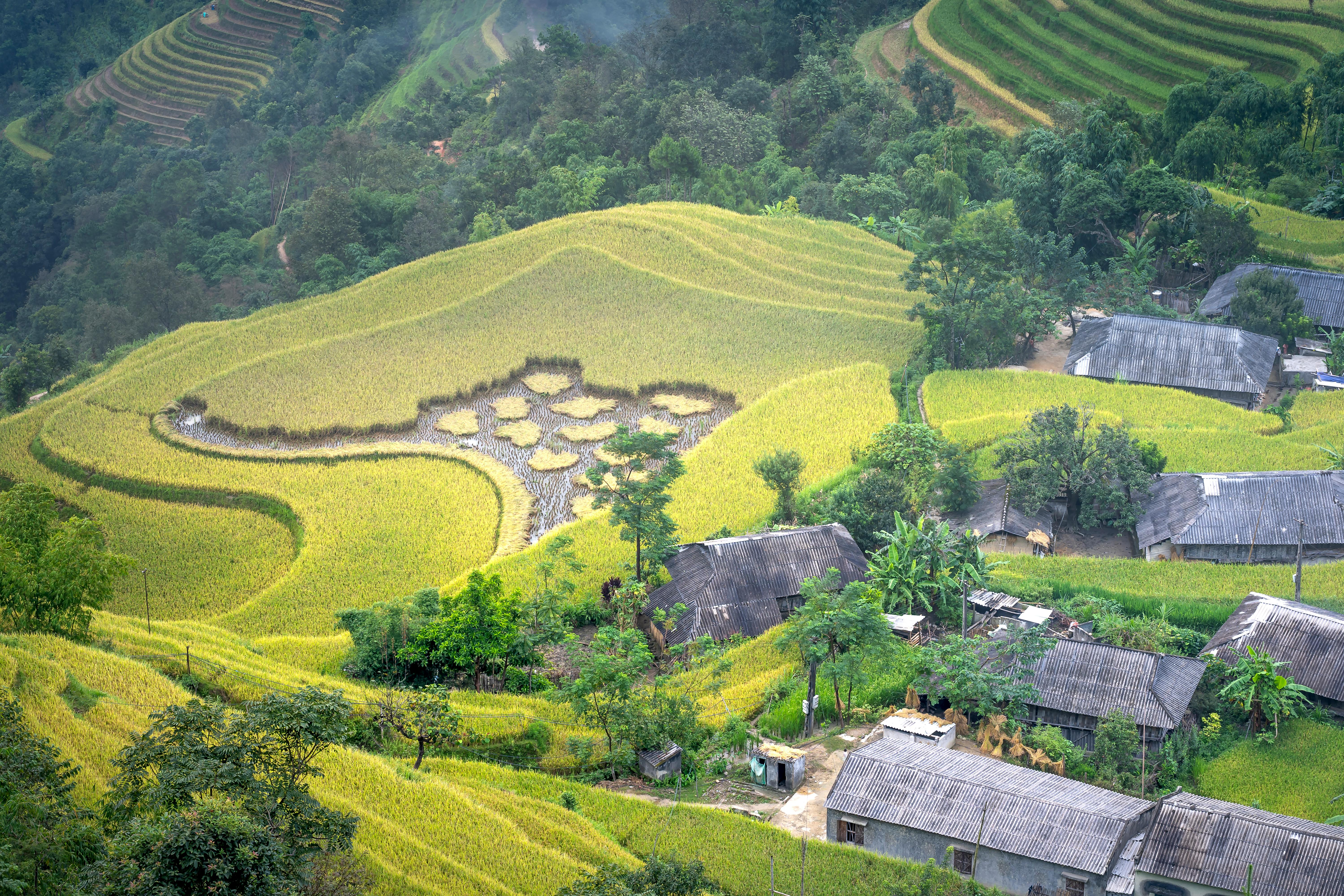 Houses on a Rice Terraces · Free Stock Photo