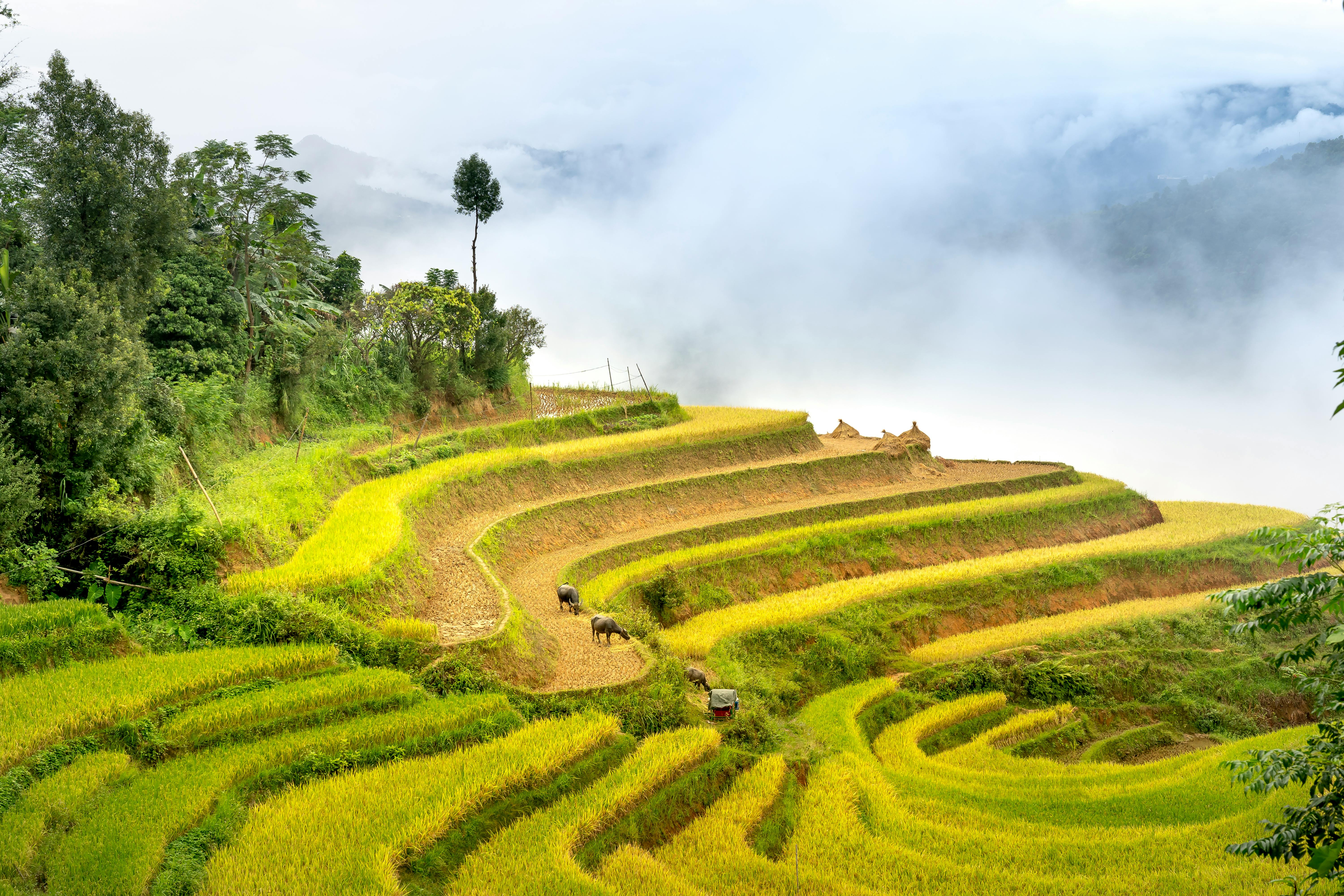 Aerial Photo of Rice Field · Free Stock Photo