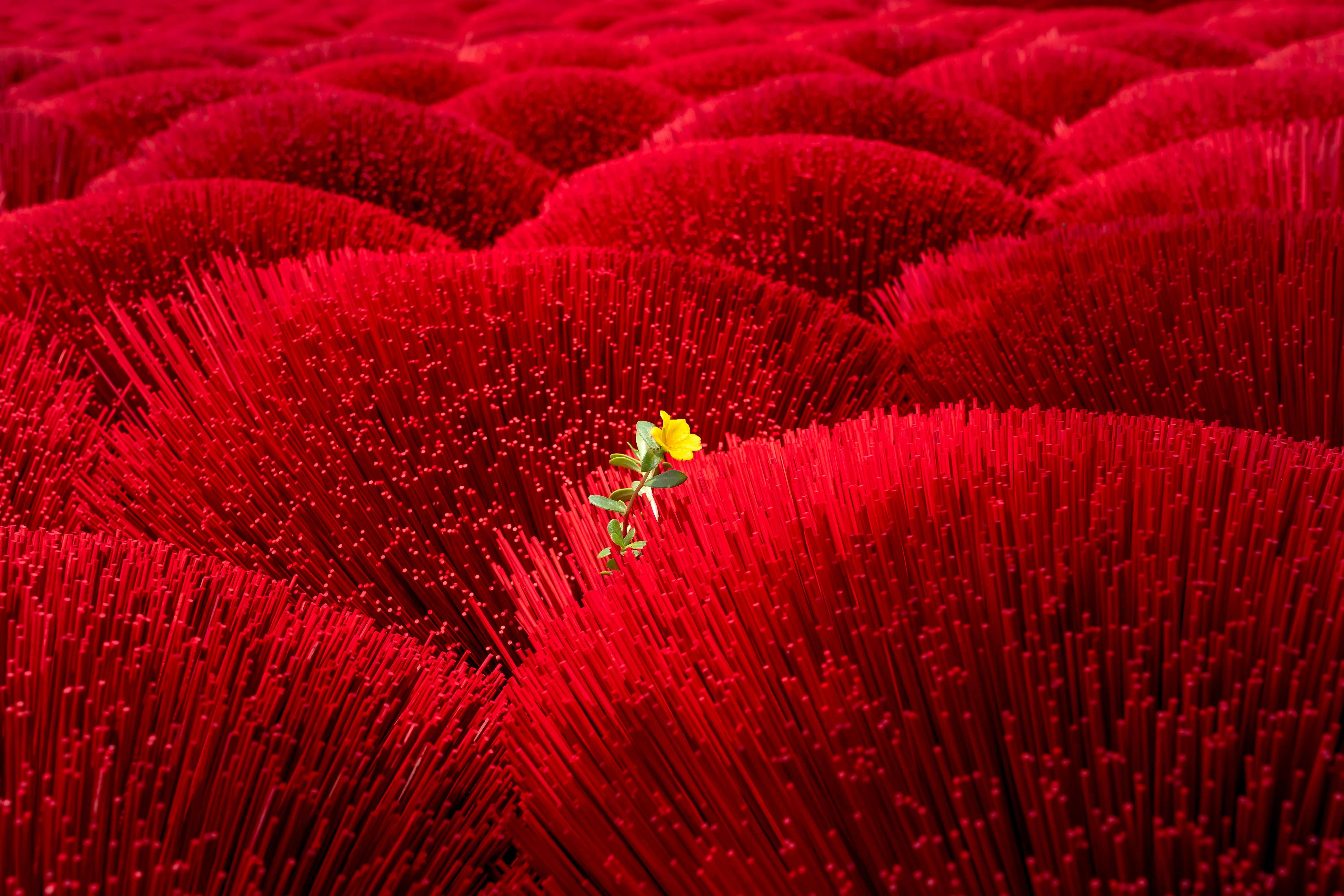 Red Sticks Photos, Download The BEST Free Red Sticks Stock Photos & HD ...