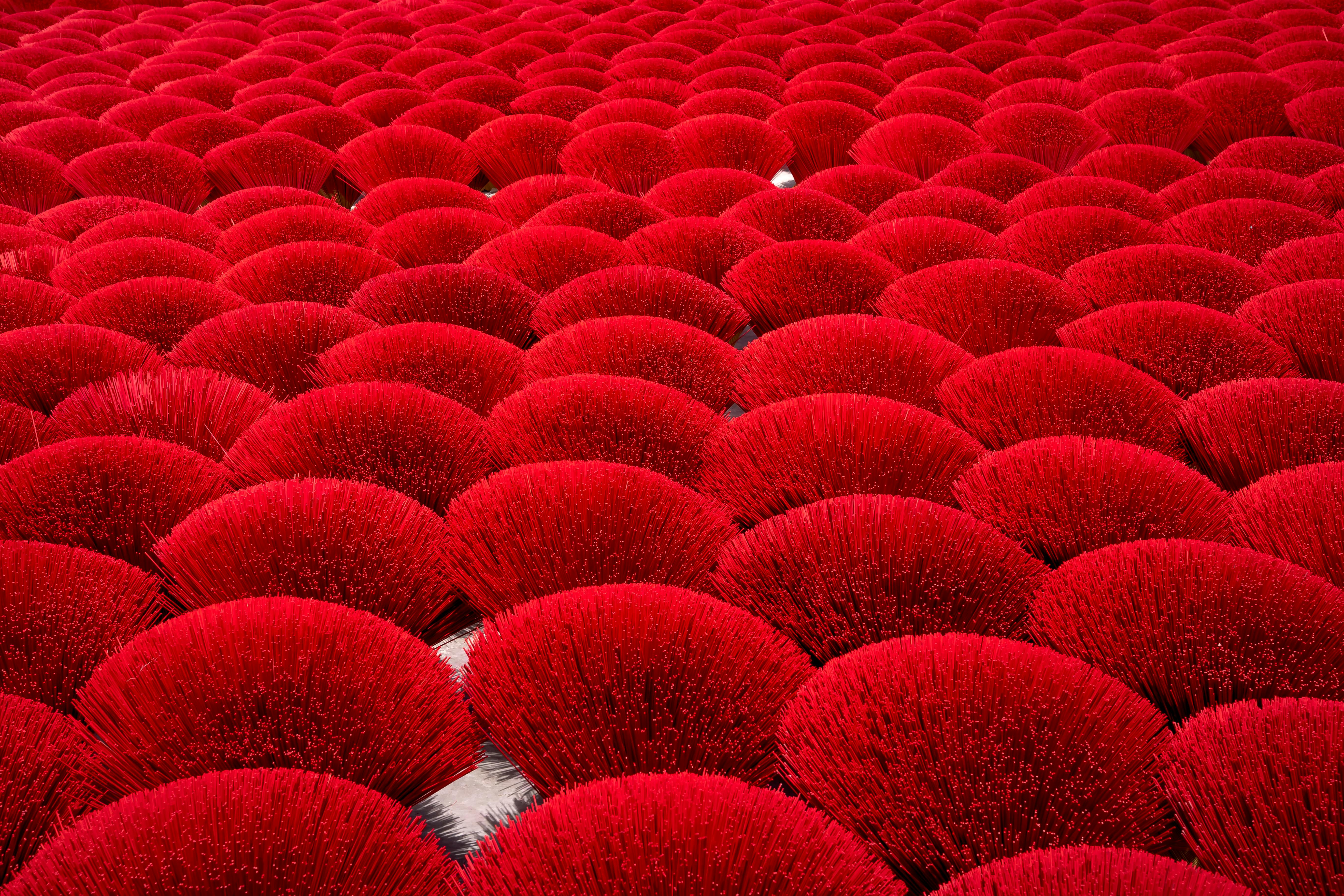 Traditional Red Plants Field · Free Stock Photo
