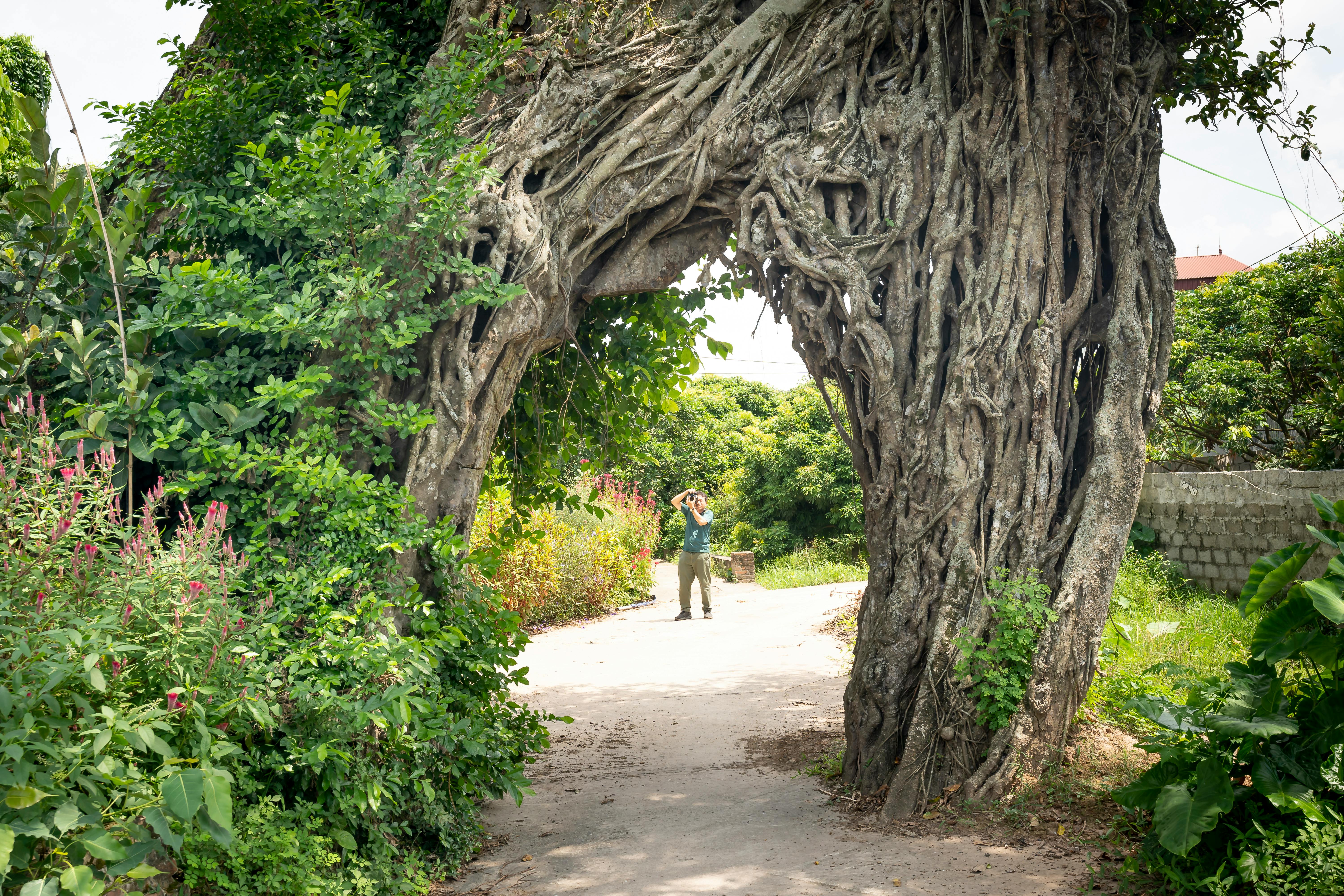 Man Photographing Roots of a Large Tree Arching Over a Footpath · Free ...