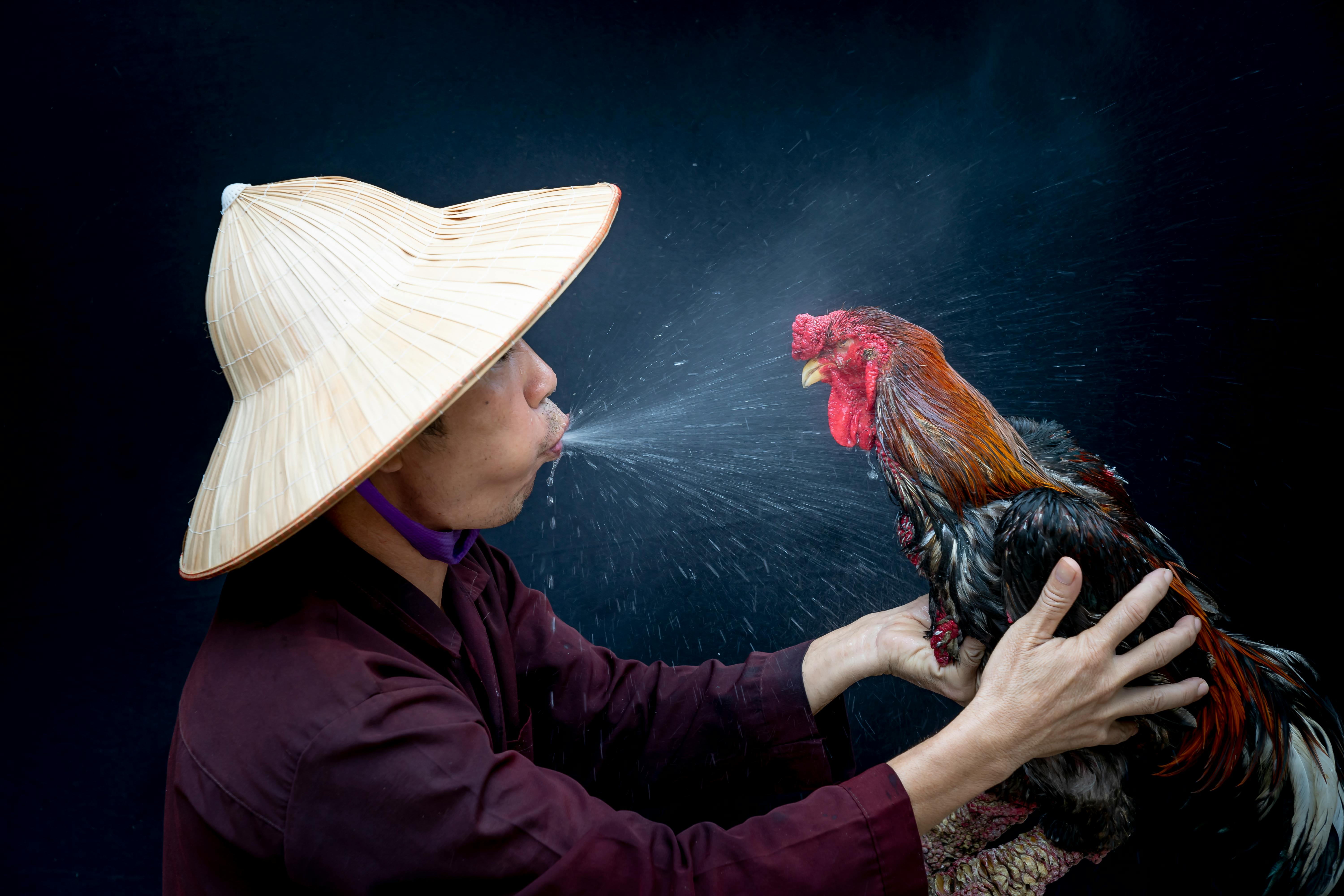 Man in Traditional Asian Hat Spitting Water on a Rooster · Free Stock Photo