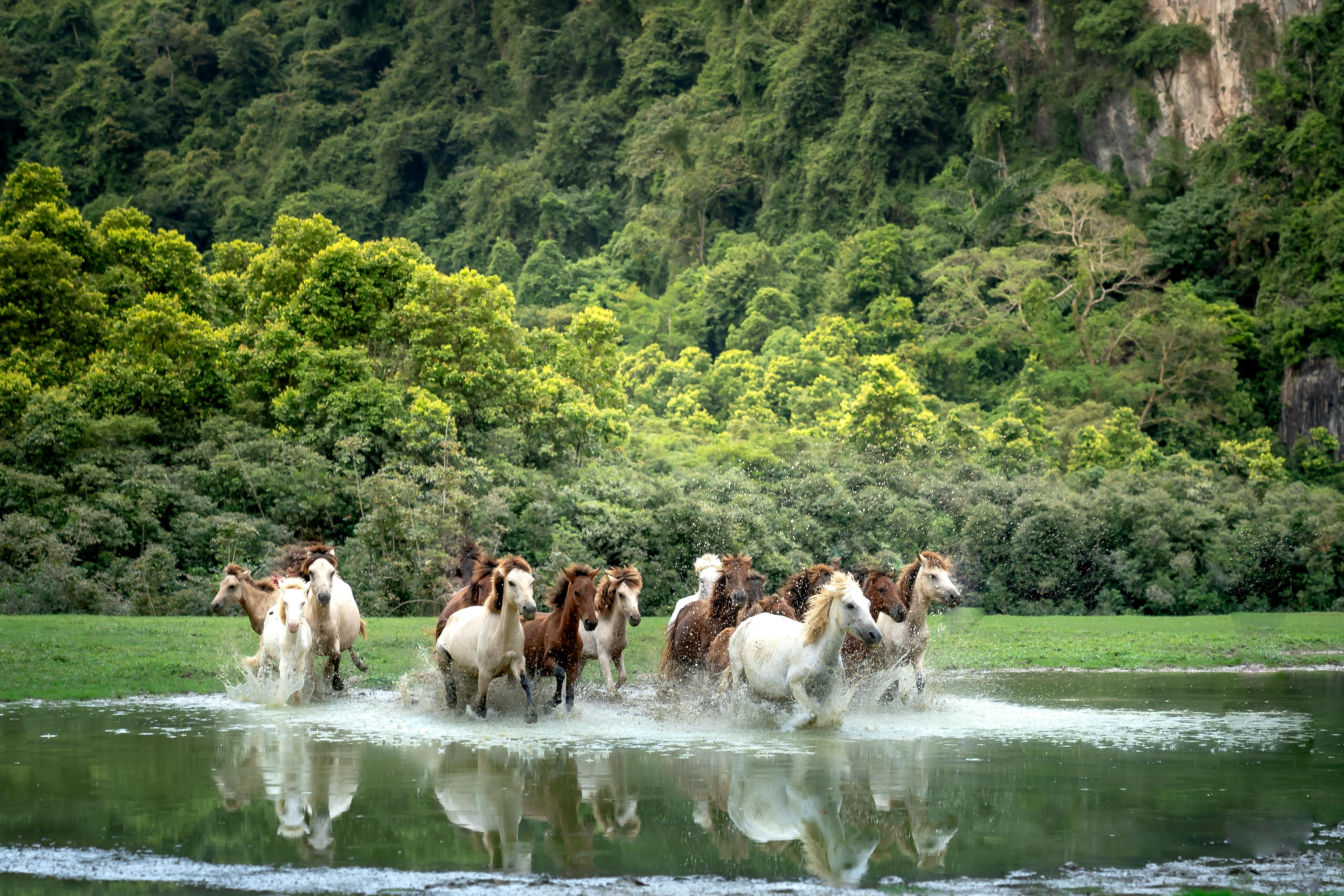 Horses Running in Water · Free Stock Photo
