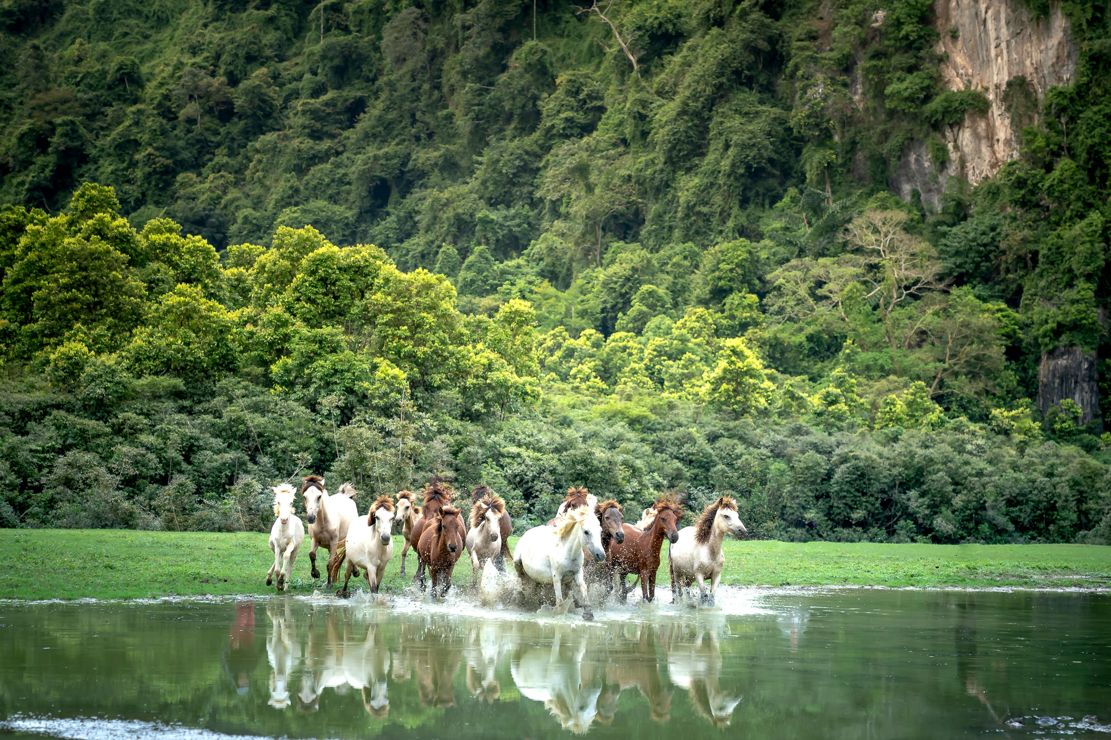 10,181+ Best Free Horses running Stock Photos & Images · 100% Royalty ...