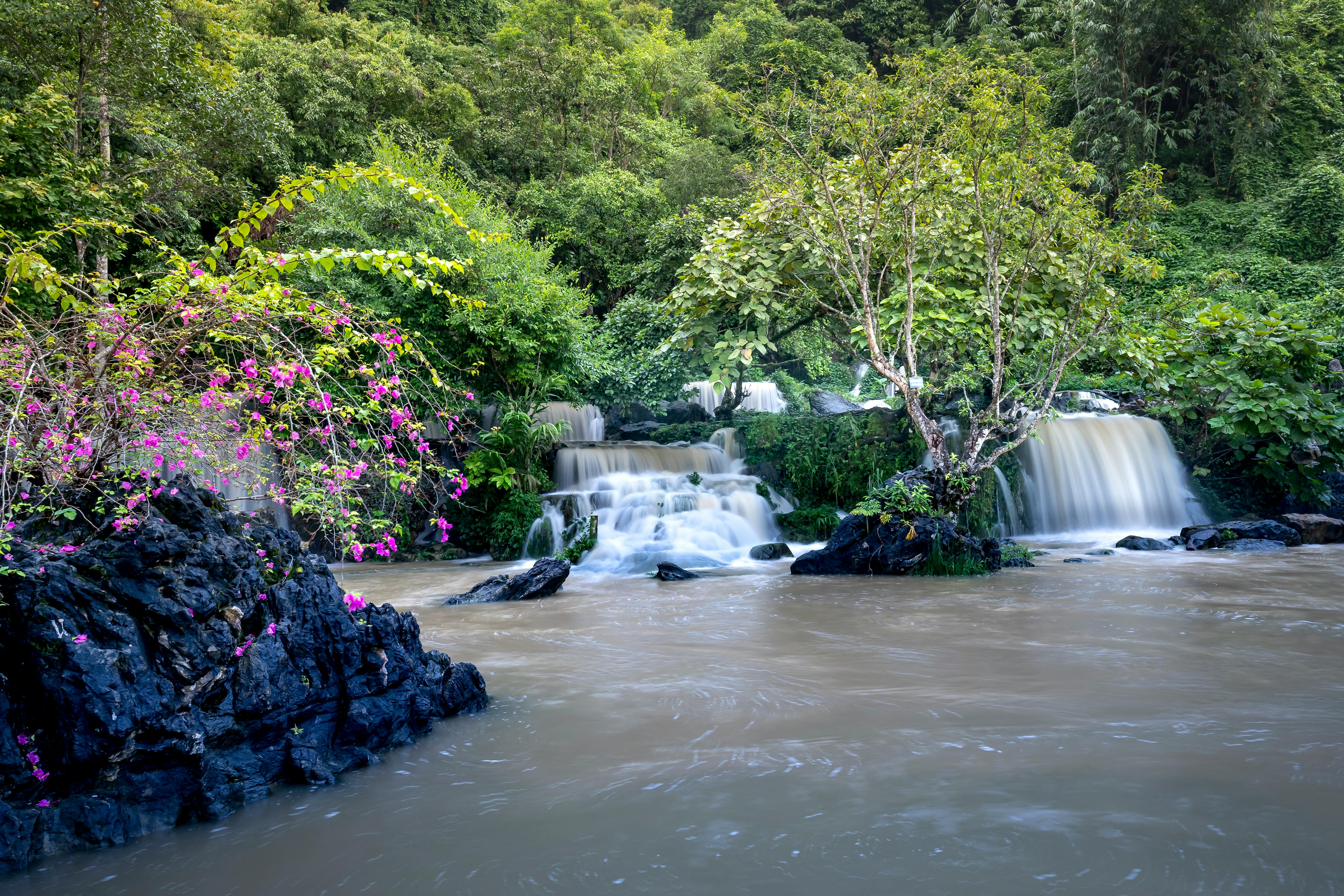 Green Trees Beside the River · Free Stock Photo