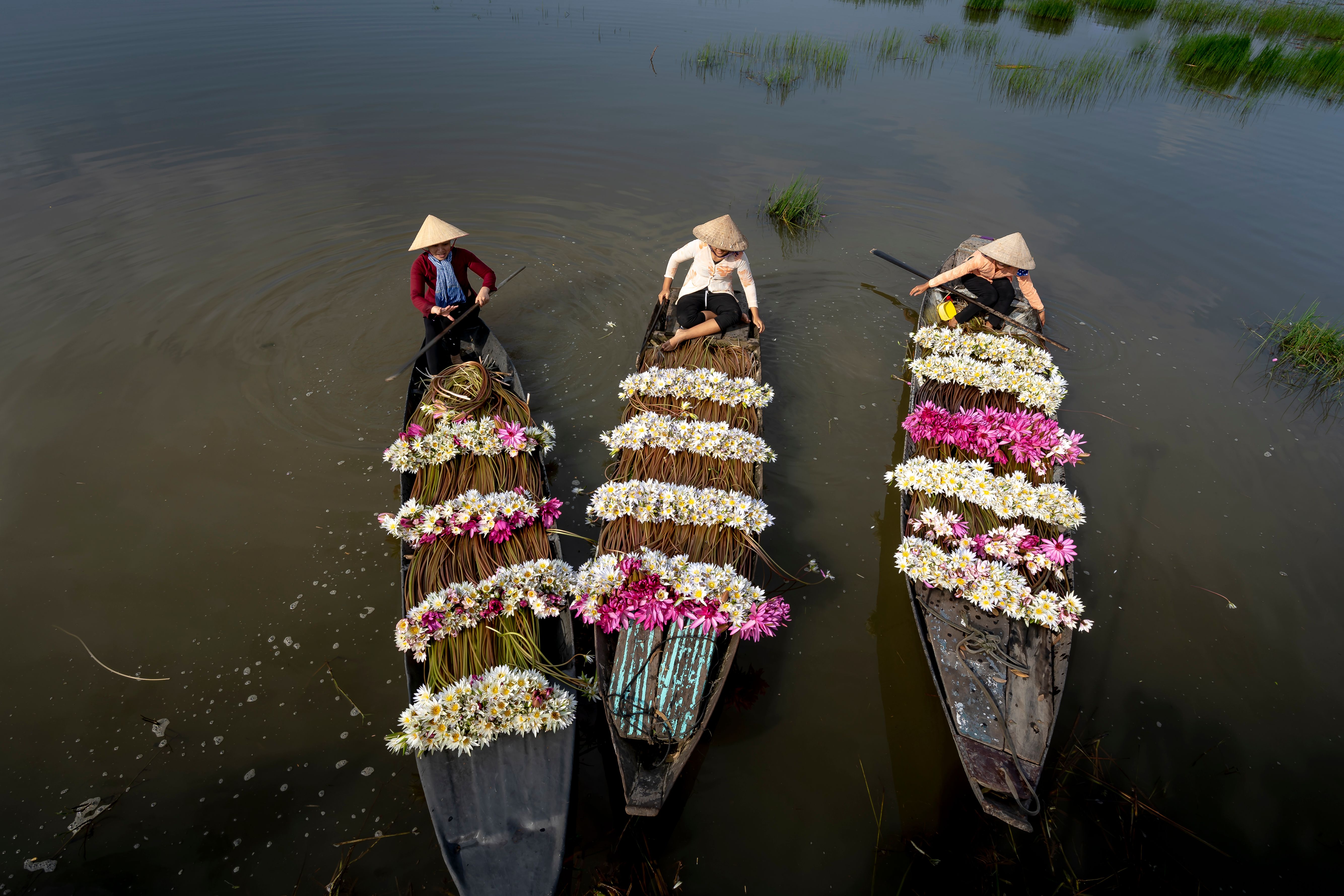 Flowers Vietnam Photos, Download The BEST Free Flowers Vietnam Stock ...