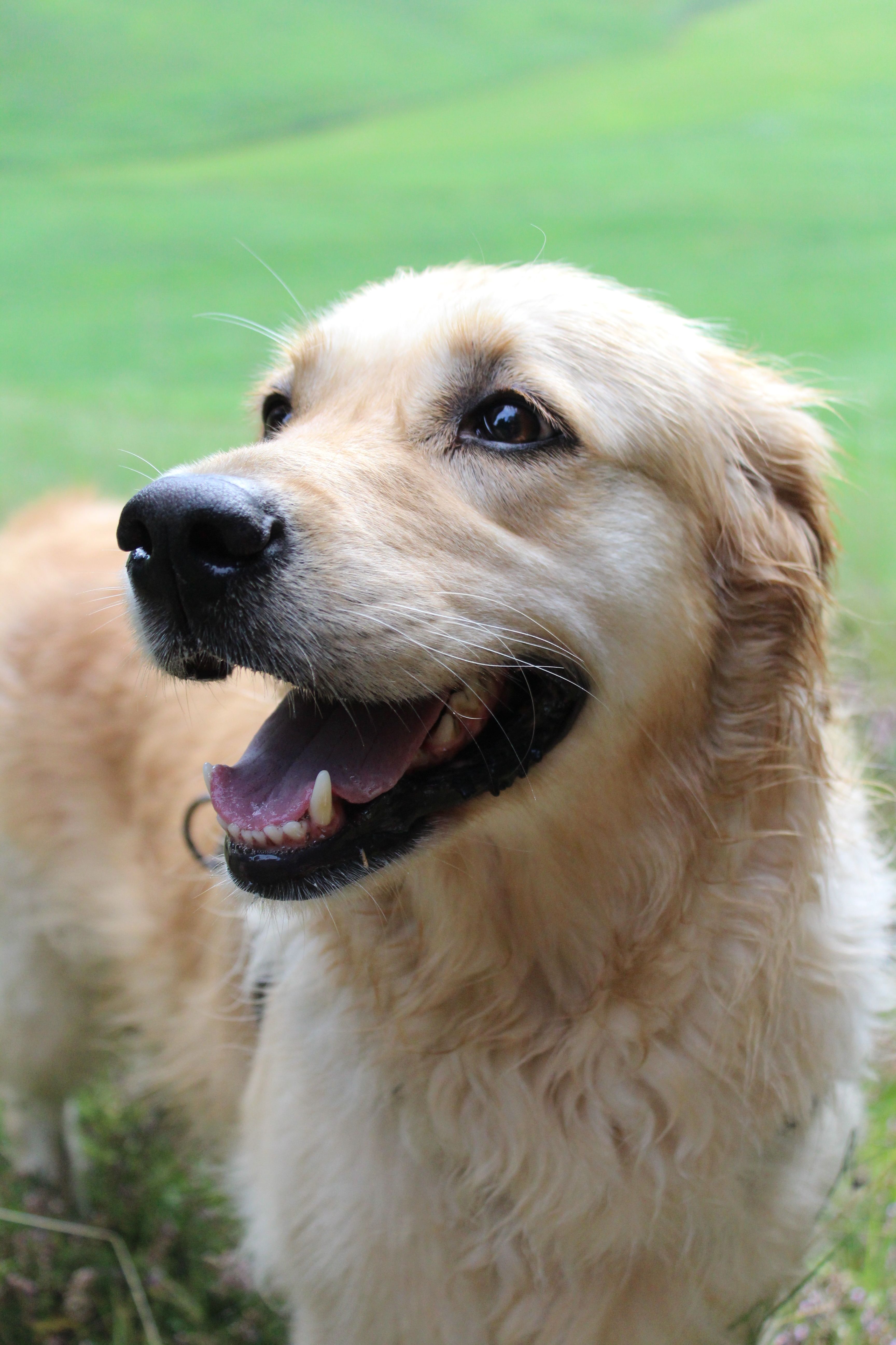 Photograph of a Golden Retriever Dog · Free Stock Photo