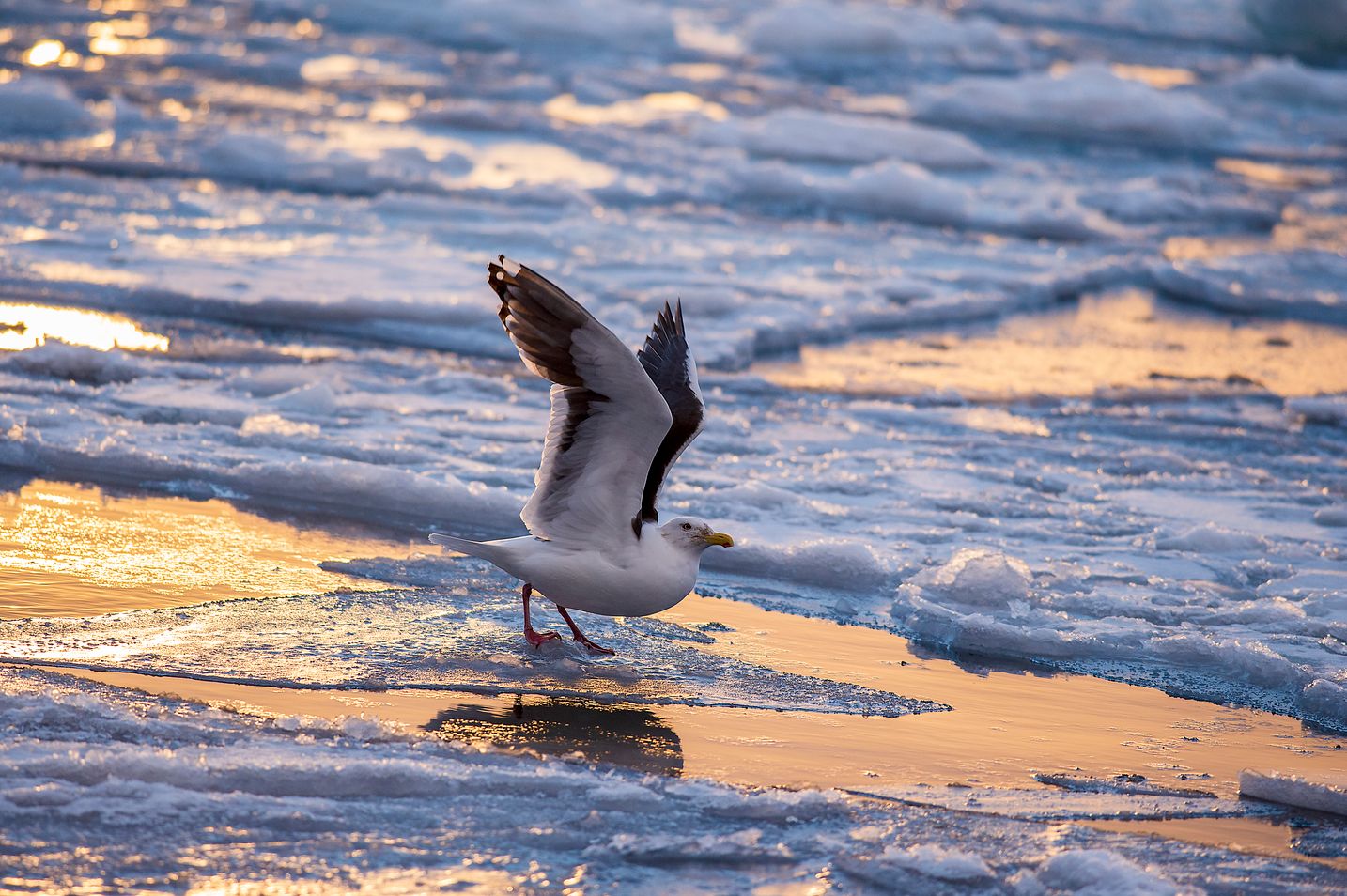 Bird Tracks in Snow Identification for Beginners Guide