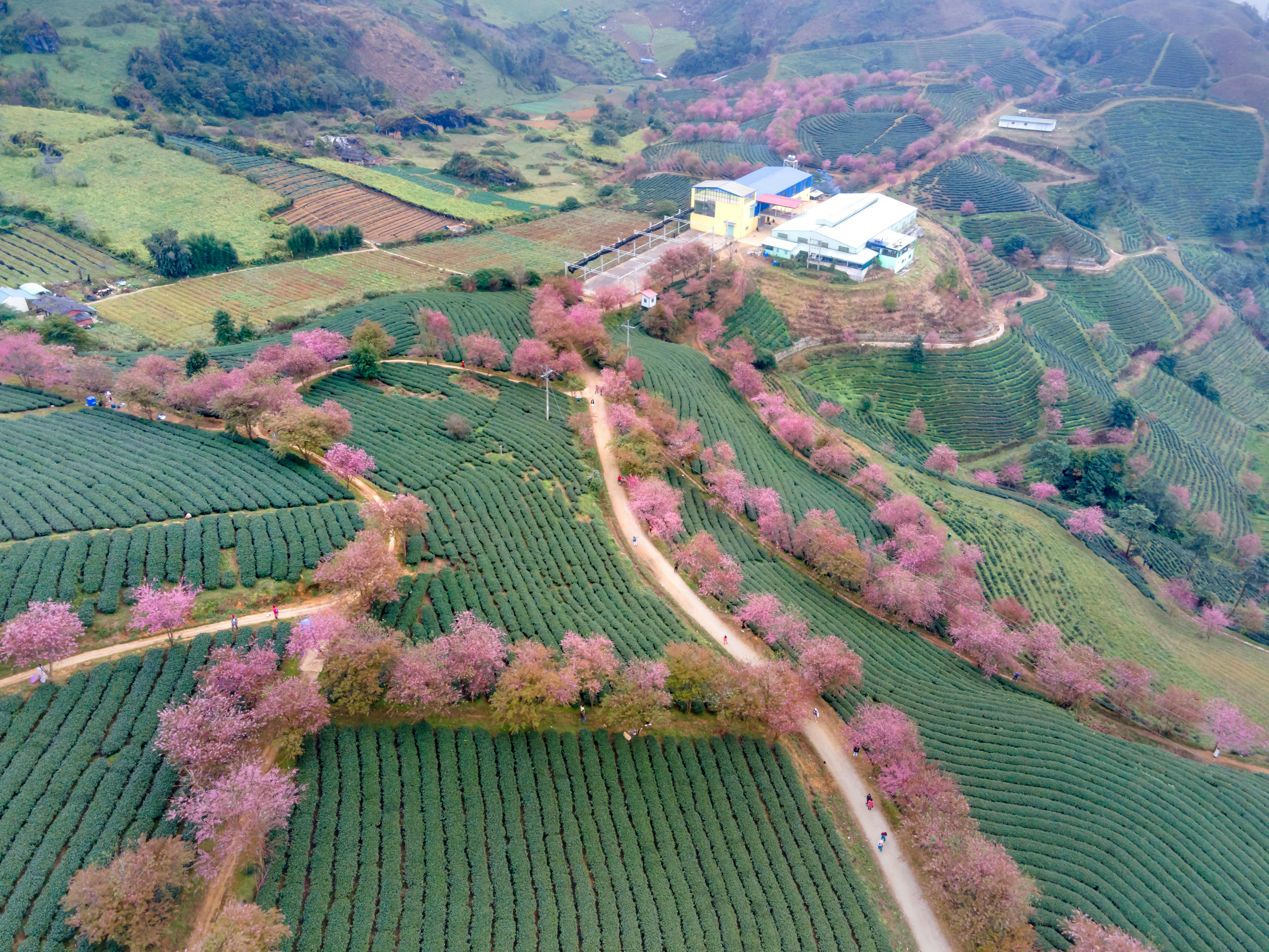 Aerial View of a Farm Field · Free Stock Photo