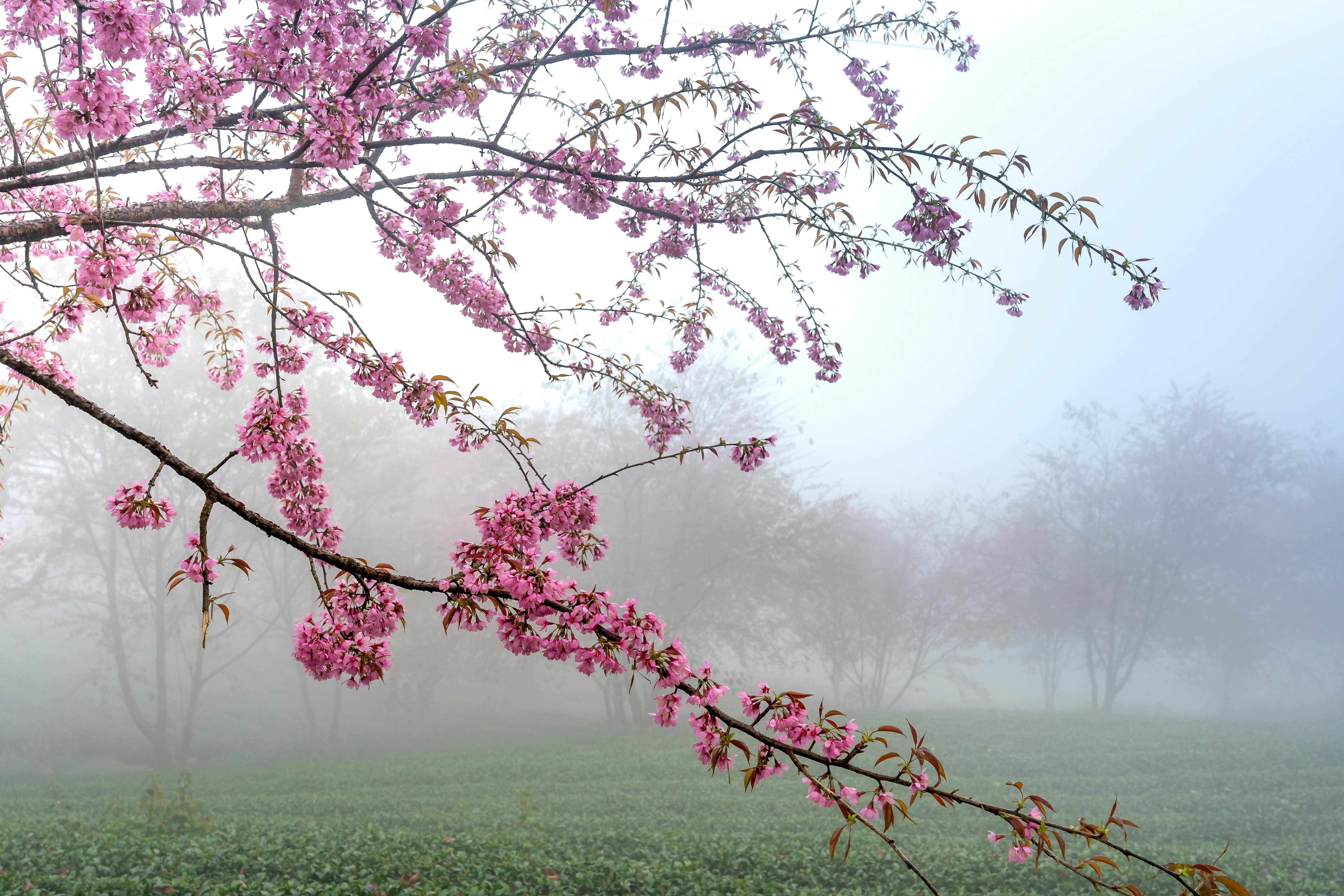 Branches of a Blossoming Cherry Tree With Fog in Background · Free ...