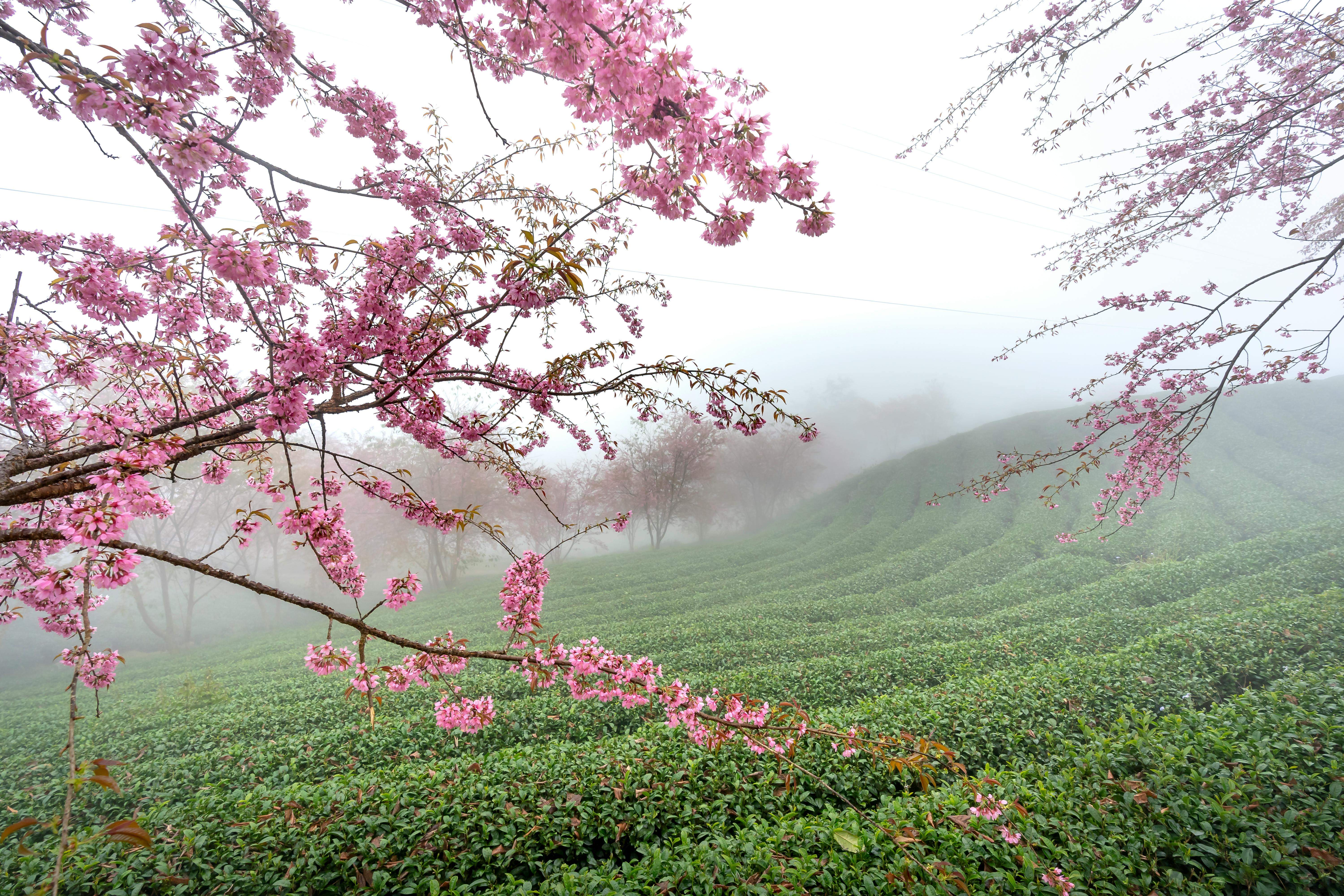 Cherry Blossom and Tea Plantation Fields · Free Stock Photo