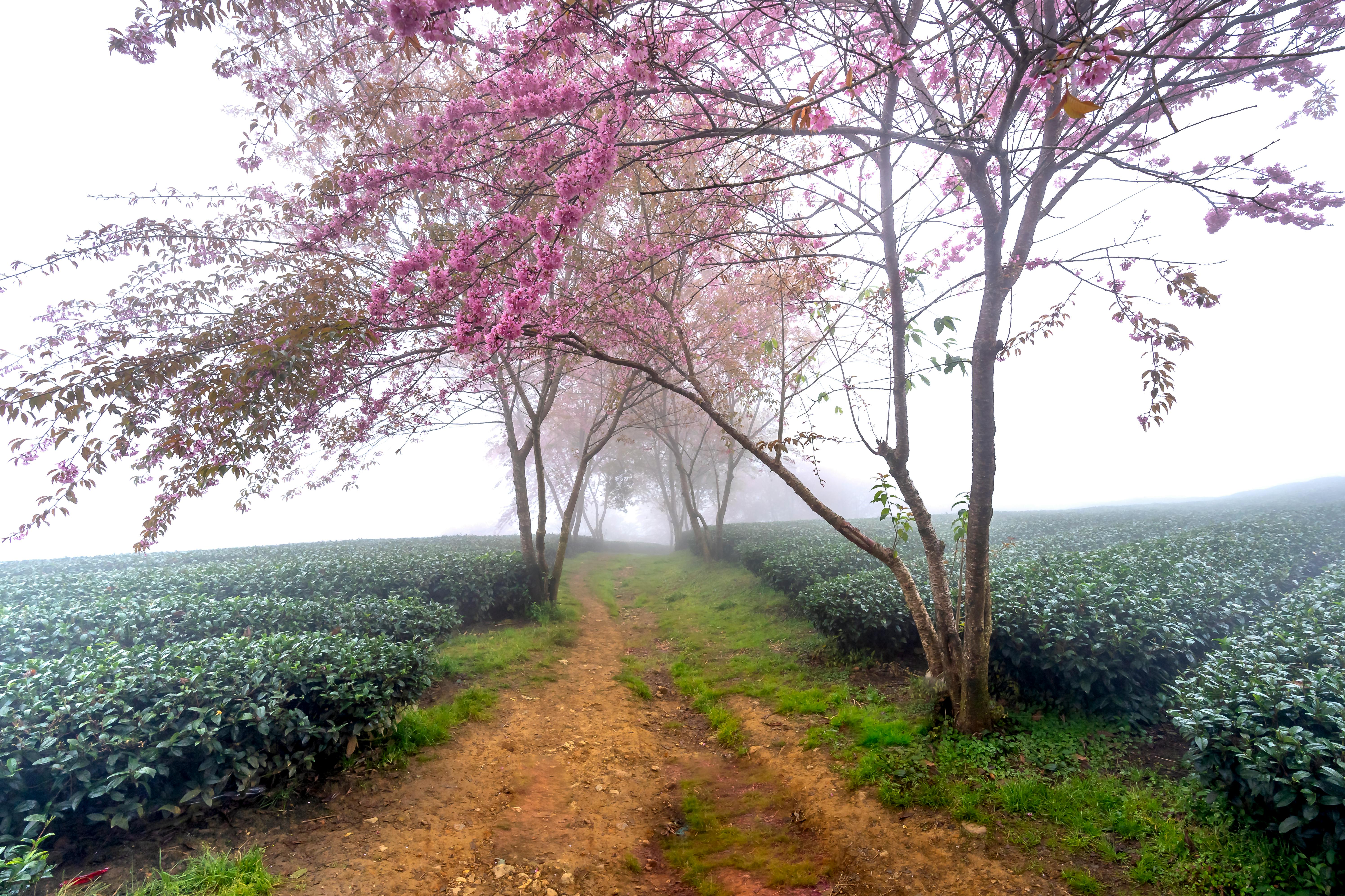 Path Between Te Plantation Fields and Trees with Pink Flowers · Free ...