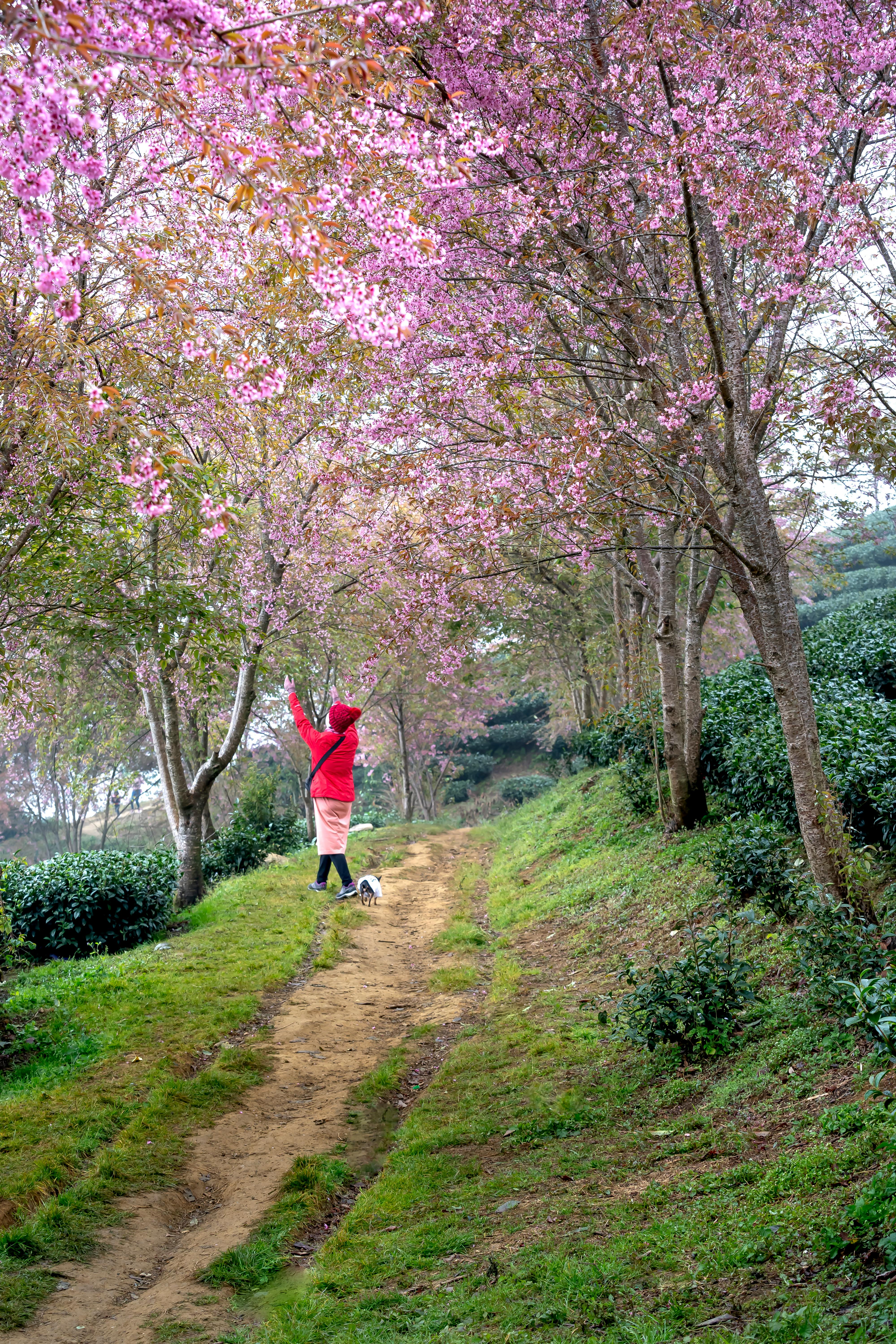 Douglas Cherry Photos, Download The BEST Free Douglas Cherry Stock ...