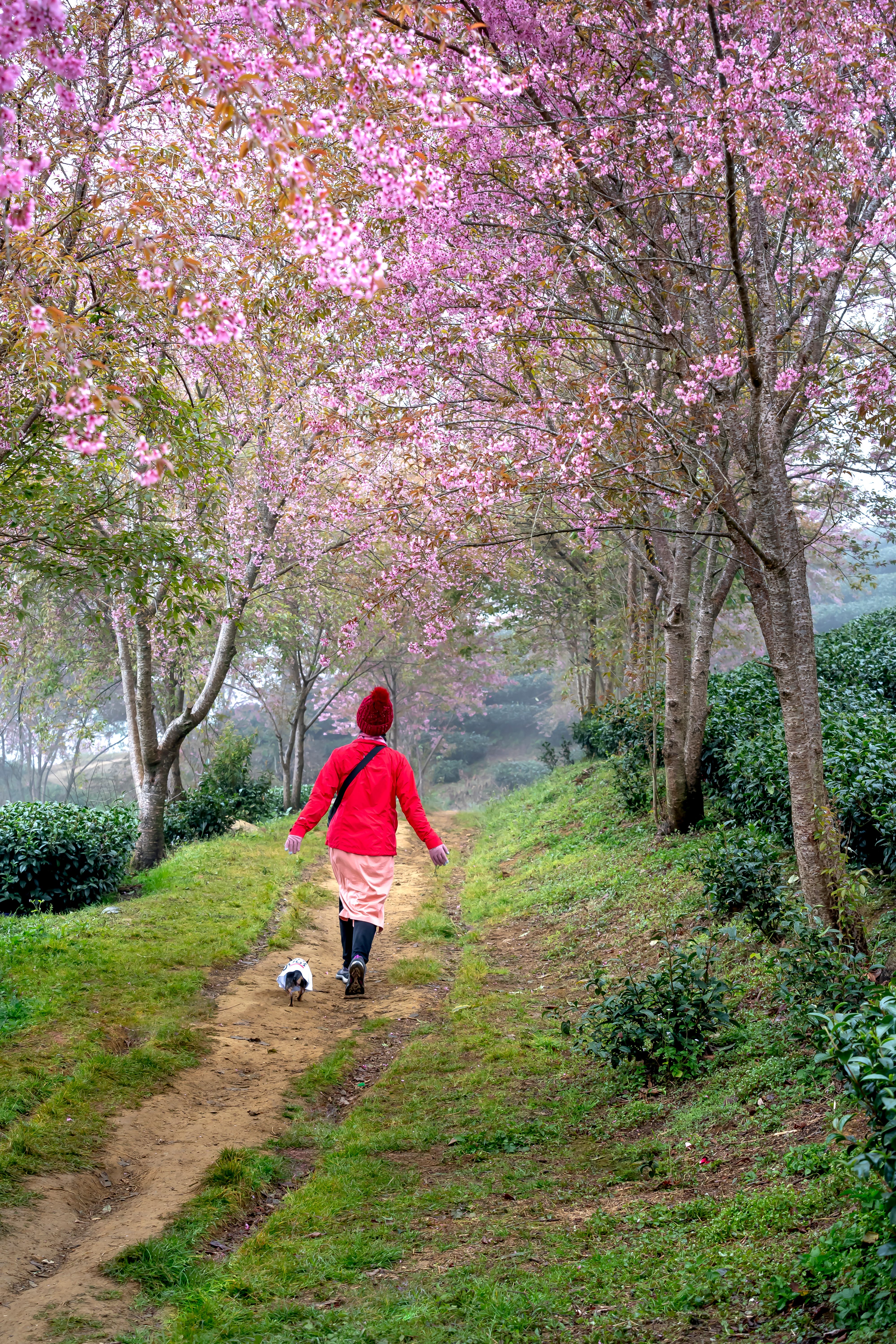 Springtime Blossoms Along a Tranquil Pathway · Free Stock Photo