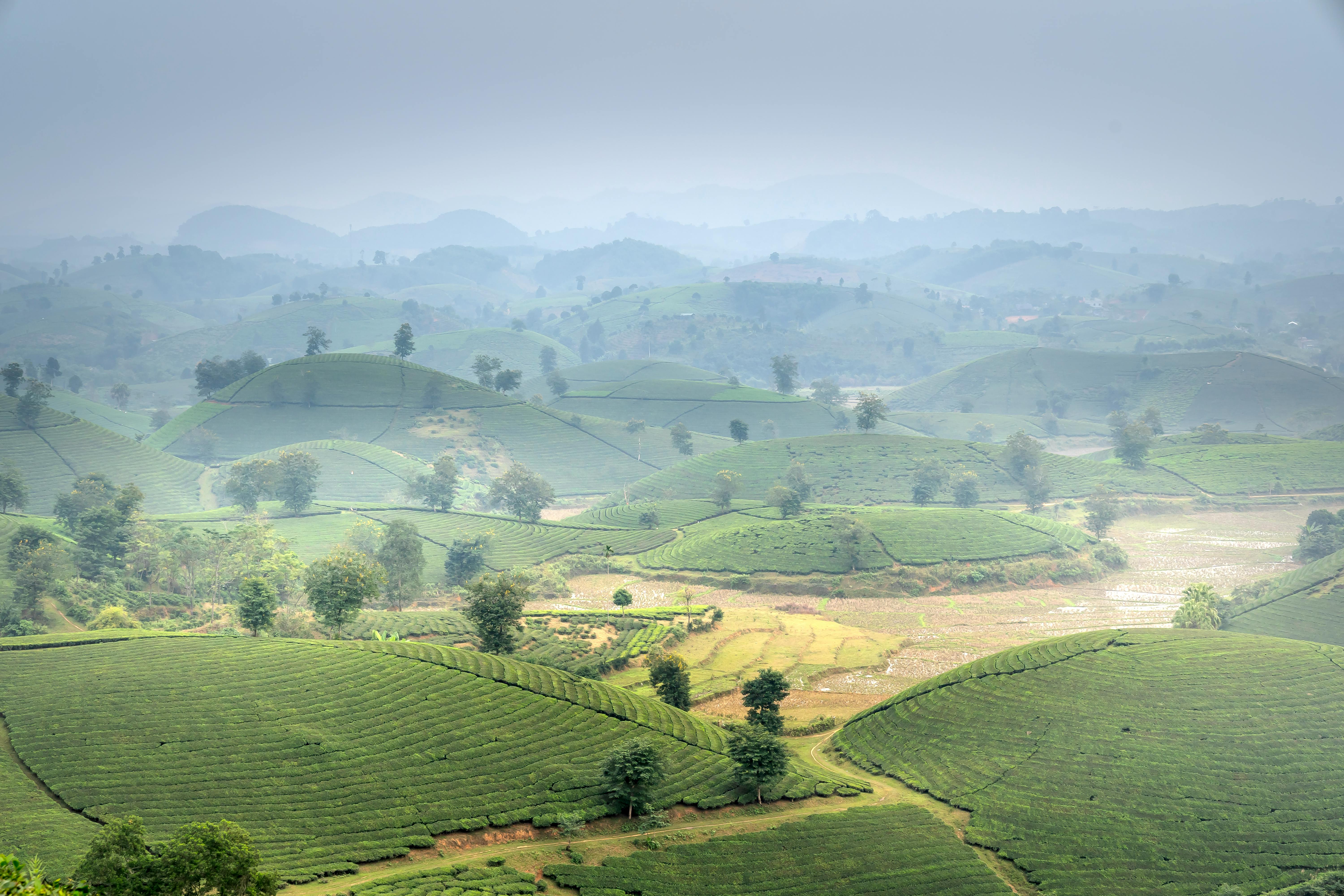 Aerial View of a Cropland · Free Stock Photo