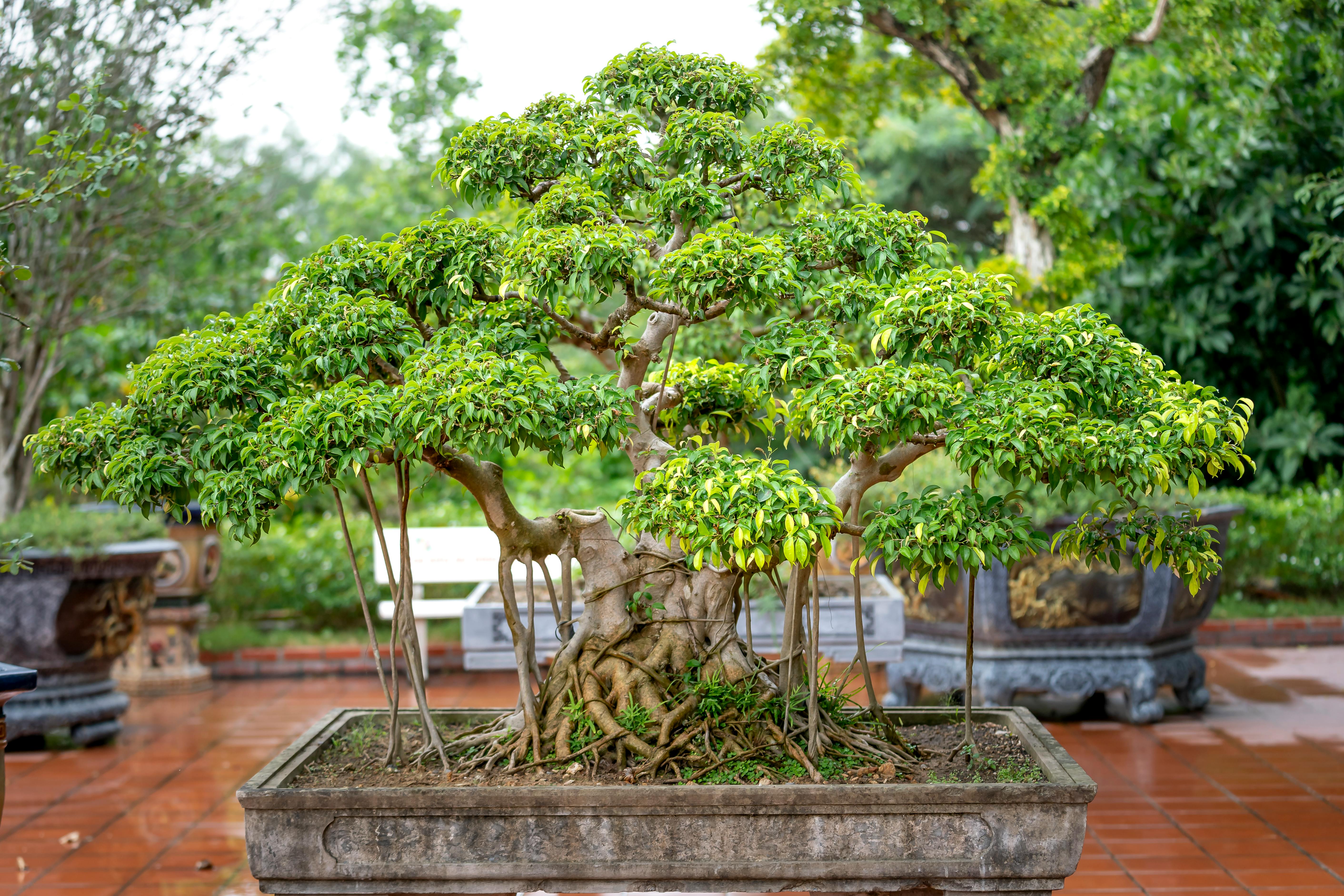 Photograph of a Bonsai Tree · Free Stock Photo