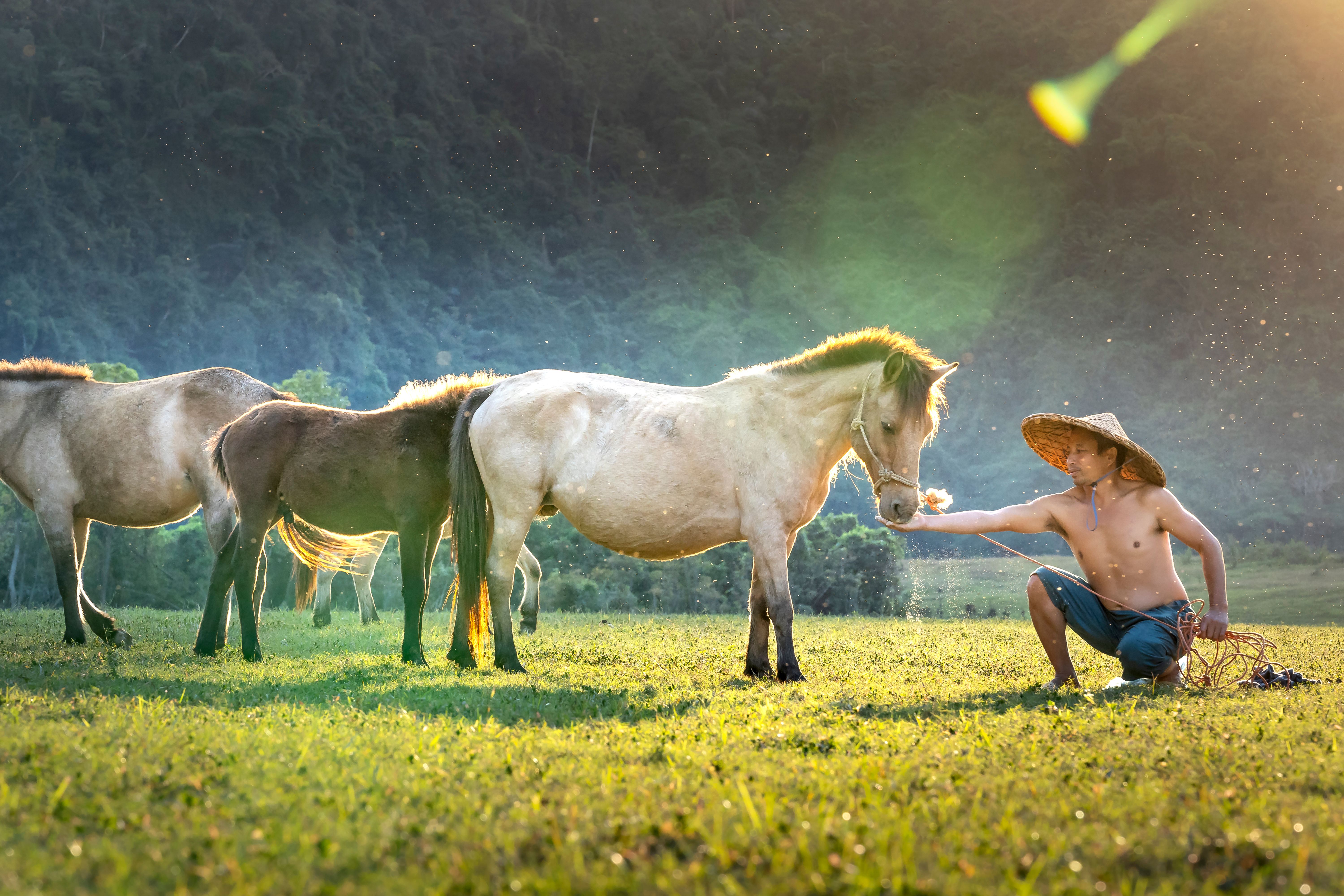Horse Crouching Photos, Download The BEST Free Horse Crouching Stock ...