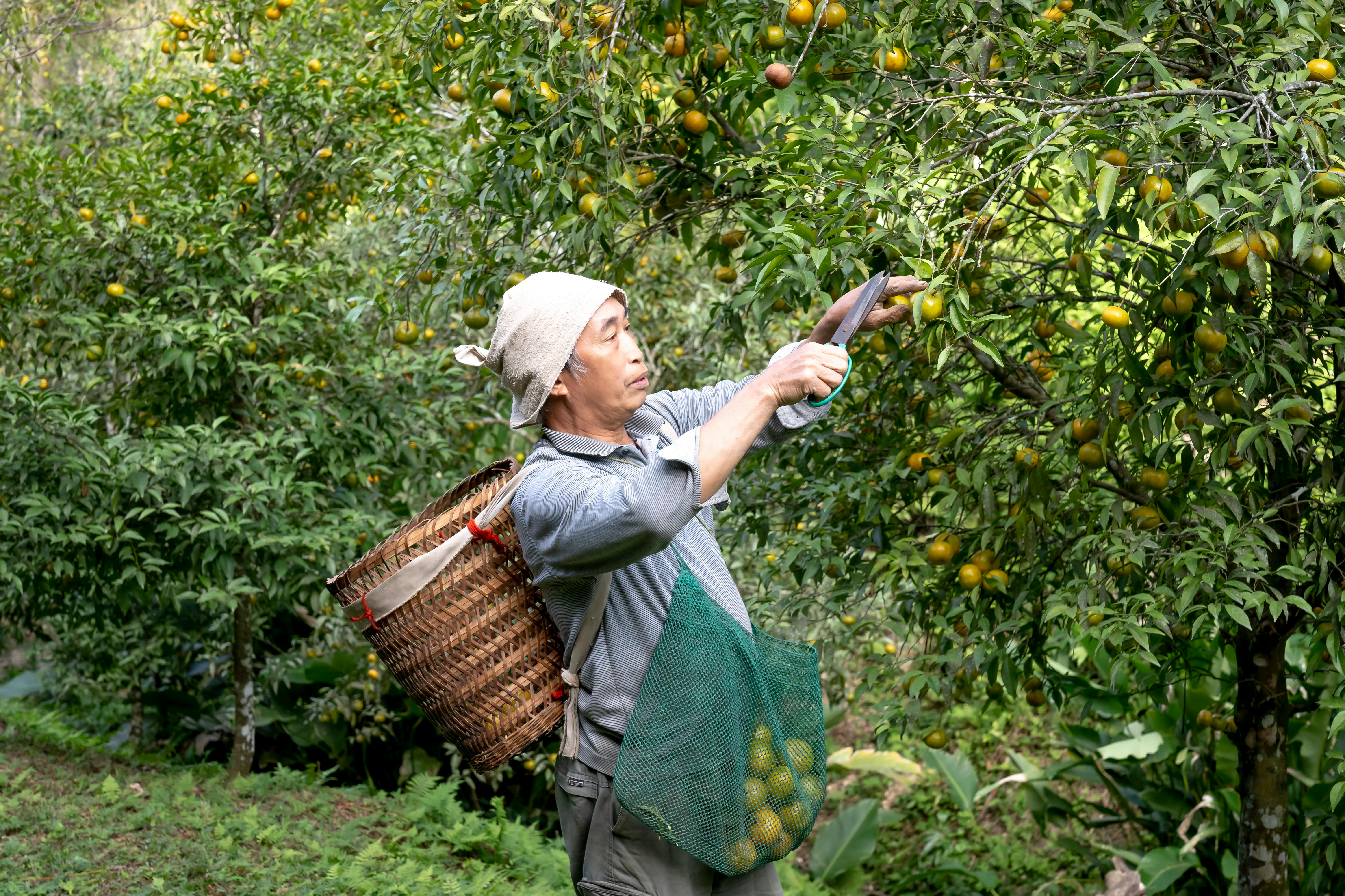 30+ Best Picker Photos · 100% Free Download · Pexels Stock Photos