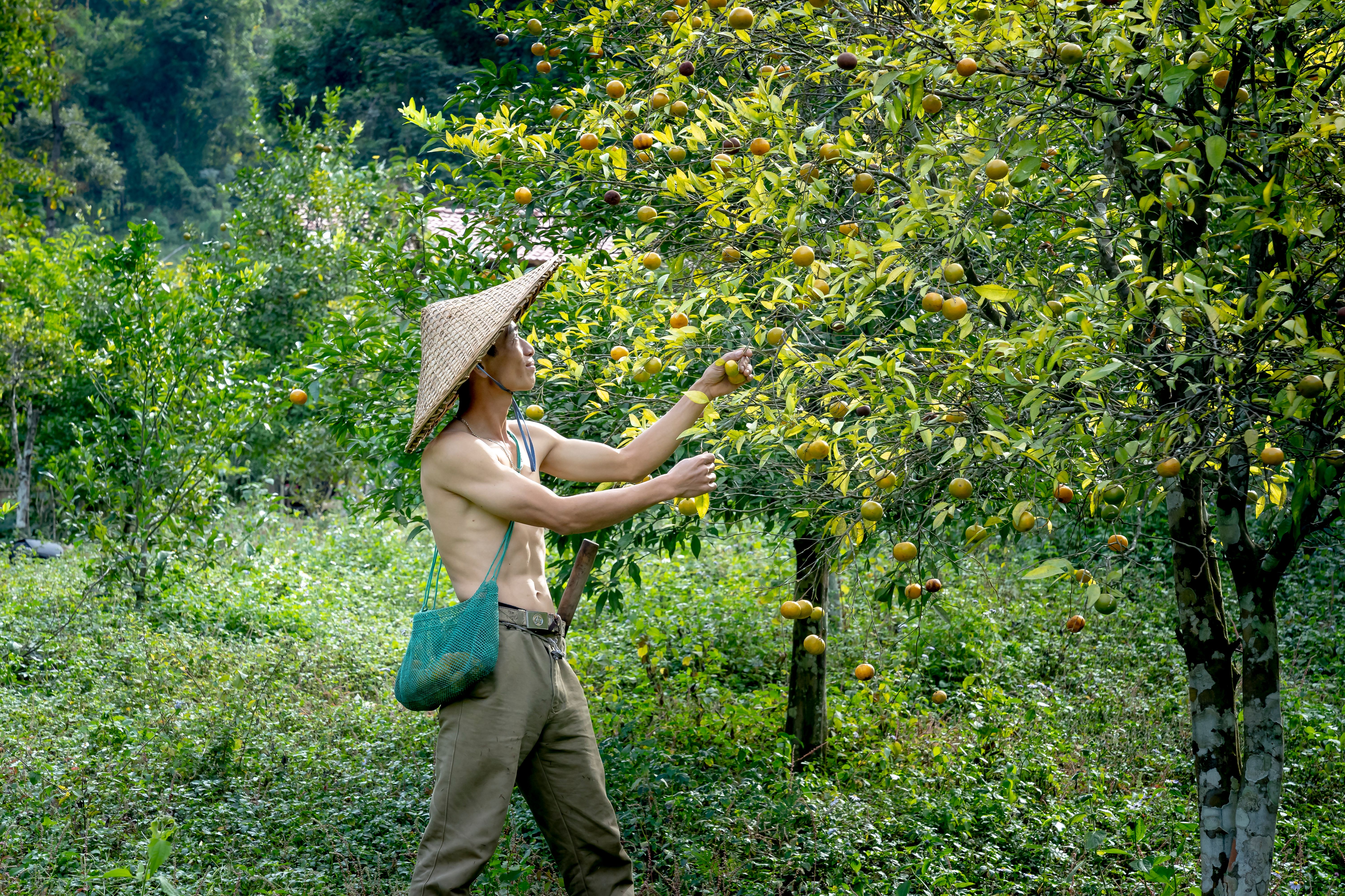 Man Gathering Fruits in Garden · Free Stock Photo