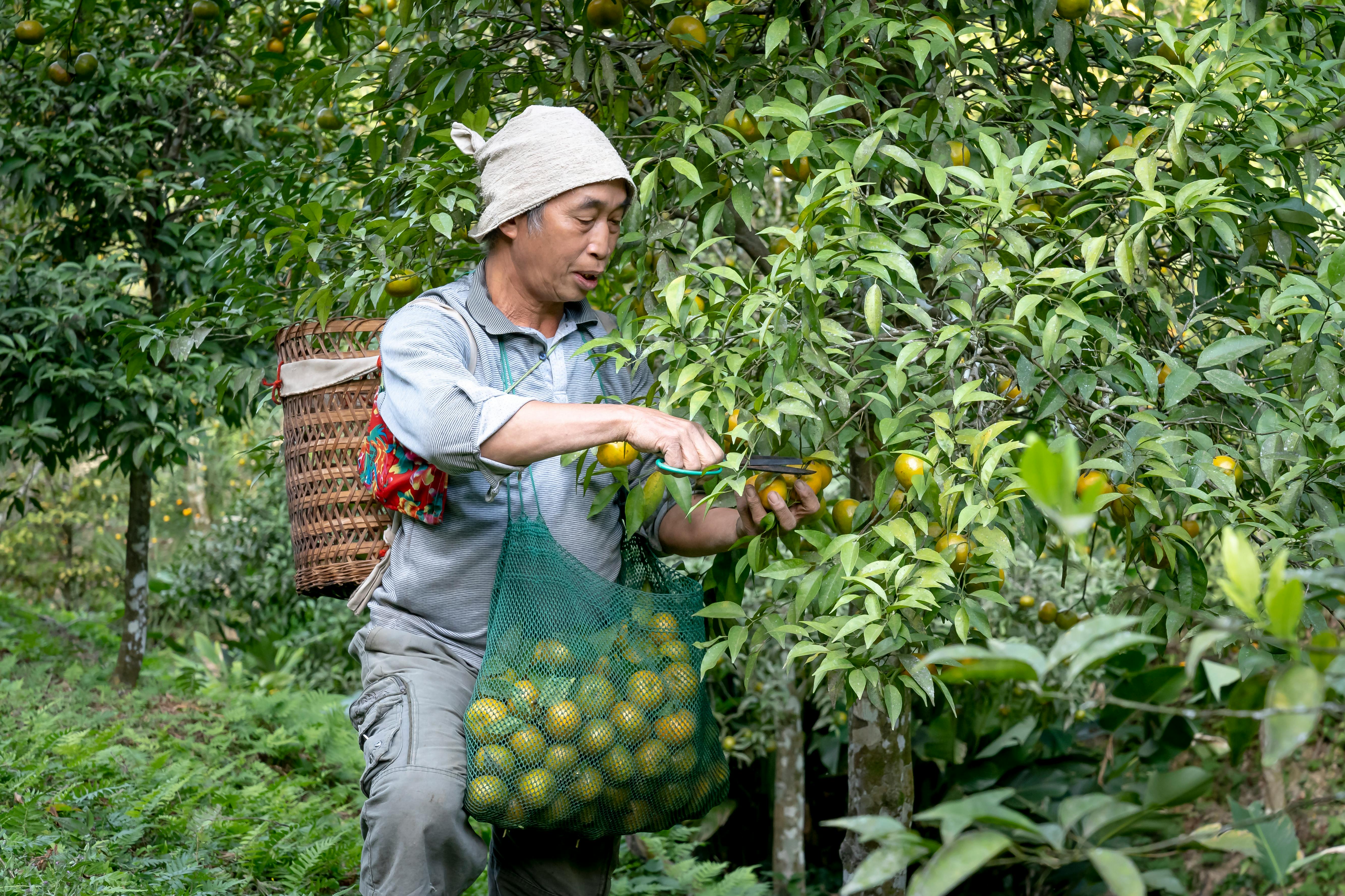 Man Gathering Fruits in Orchard · Free Stock Photo
