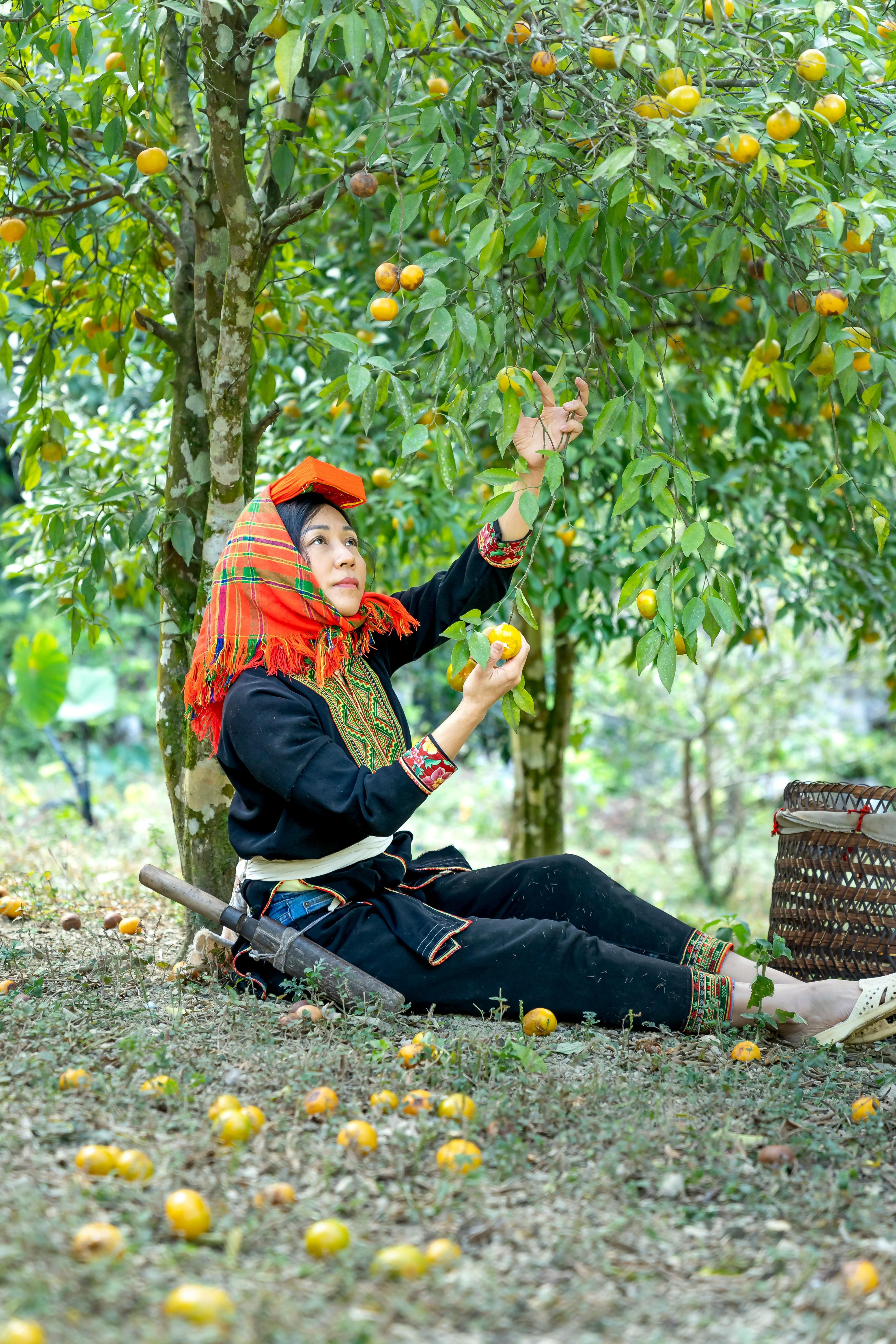 Woman Collecting Cherries to Basket in Orchard · Free Stock Photo